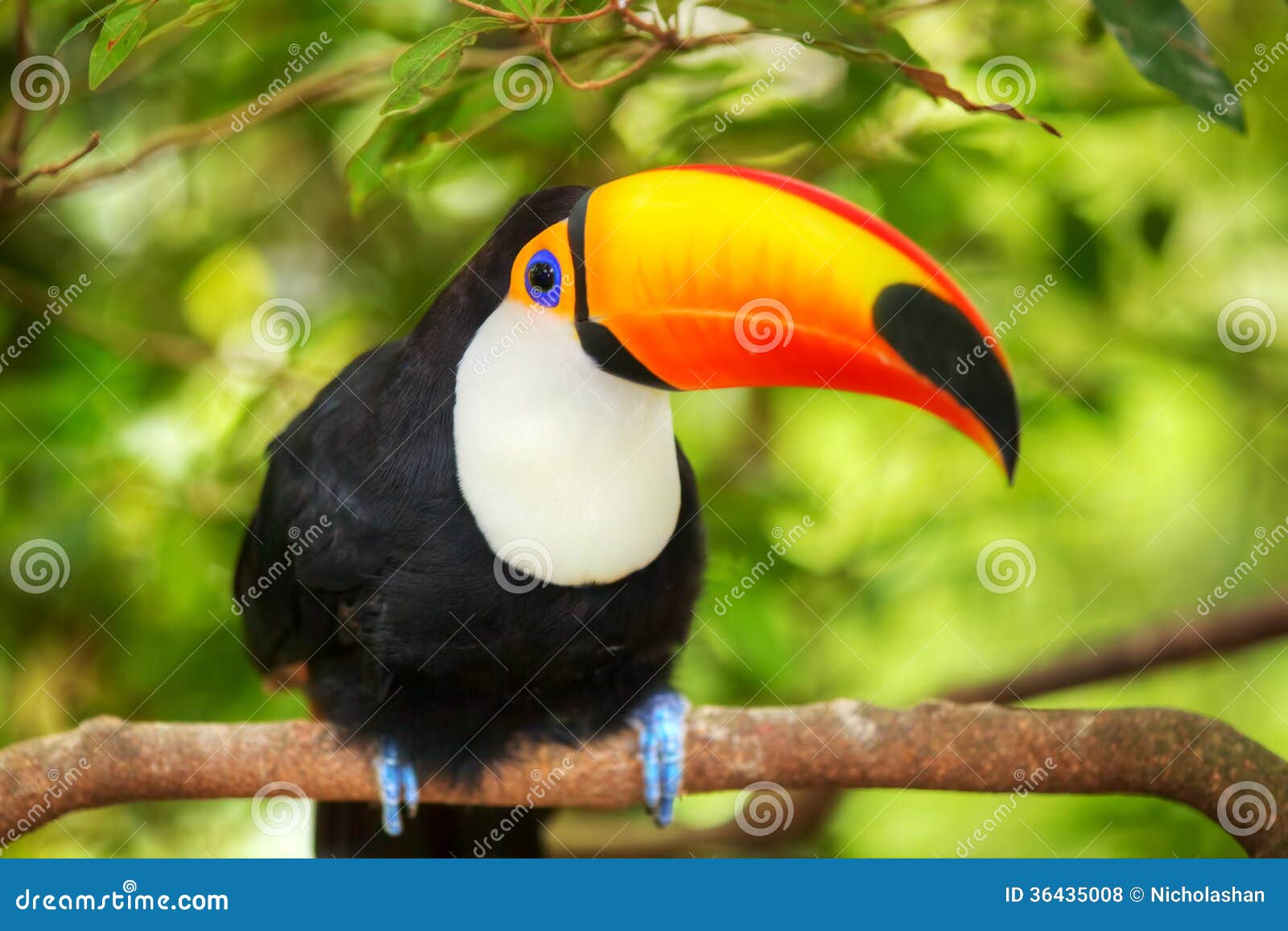 Tucan colorido foto de archivo. Imagen de bosque, imagen - 36435008
