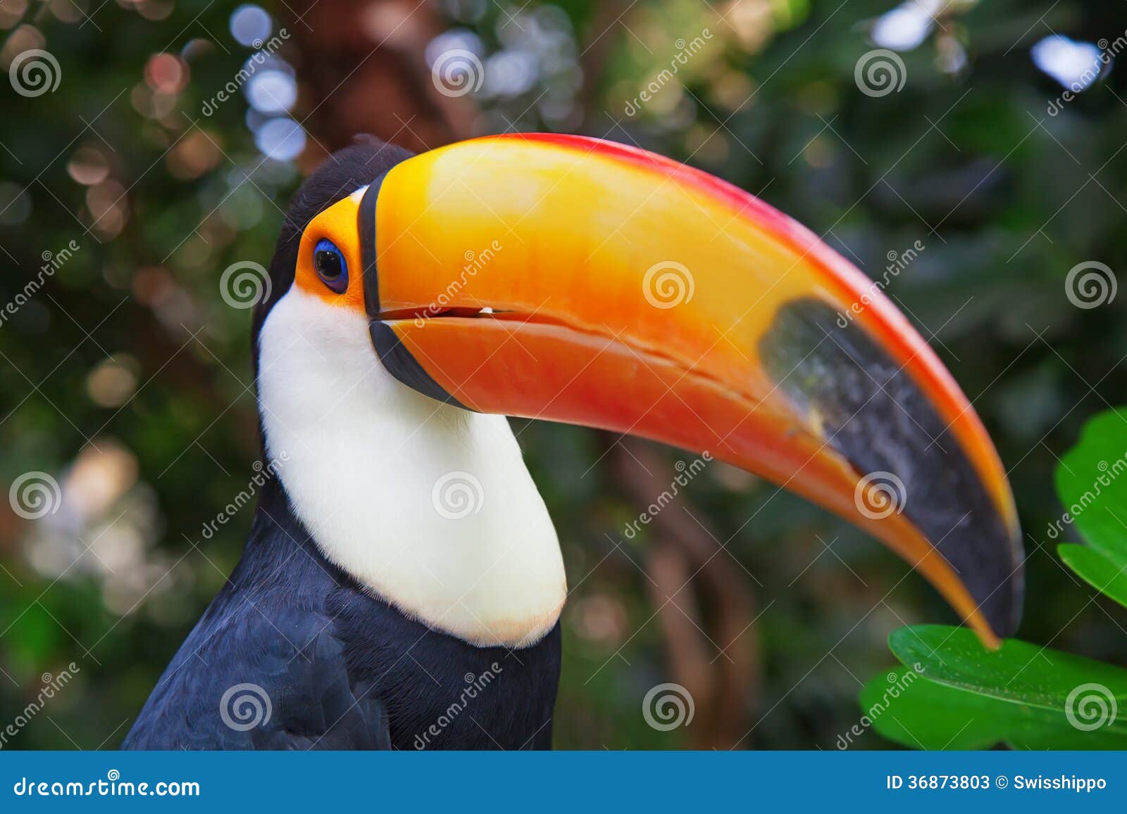 Tucan colorido imagen de archivo. Imagen de tropical - 36873803