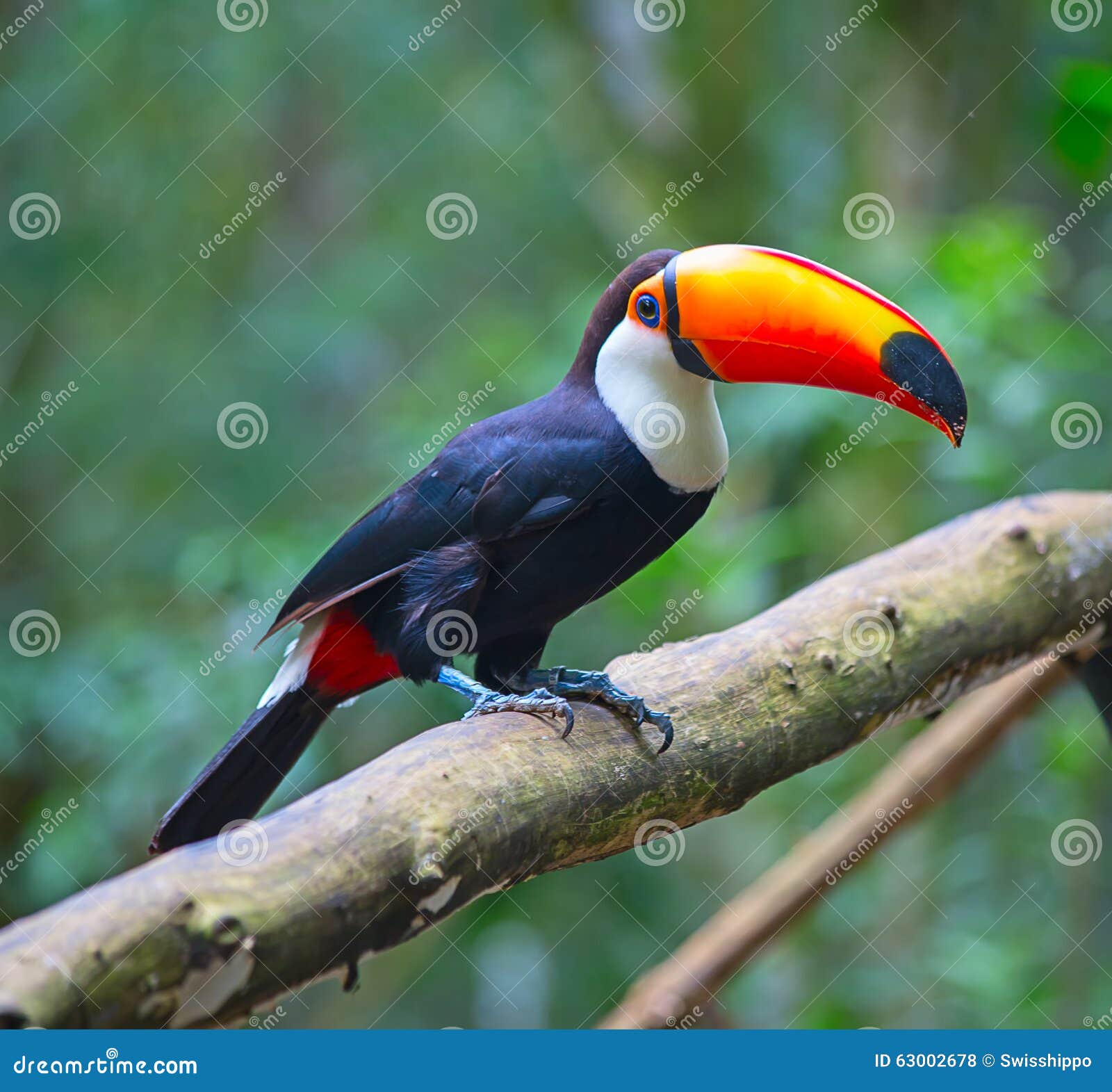 Tucan colorido foto de archivo. Imagen de brasil, hermoso - 63002678