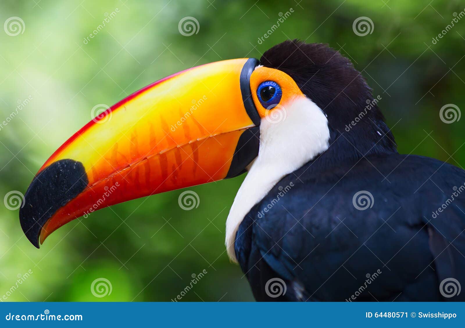 Tucan colorido imagen de archivo. Imagen de tropical - 64480571