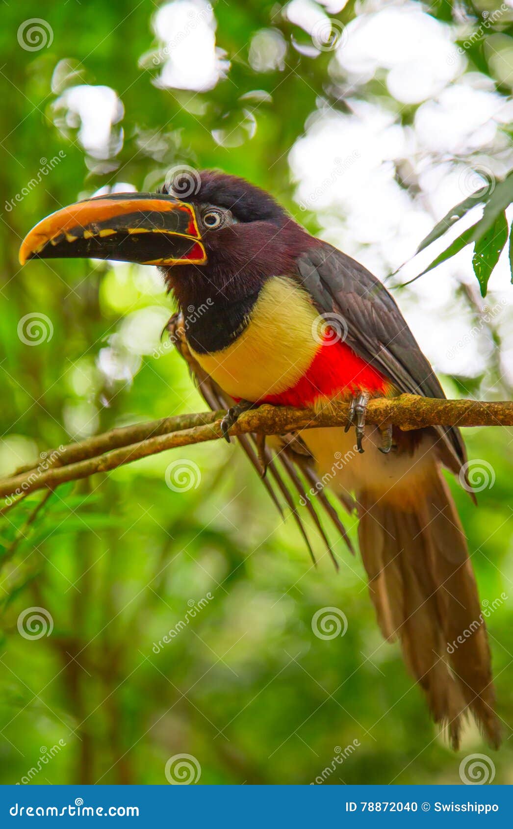 Tucan colorido foto de archivo. Imagen de coloreado, color - 78872040