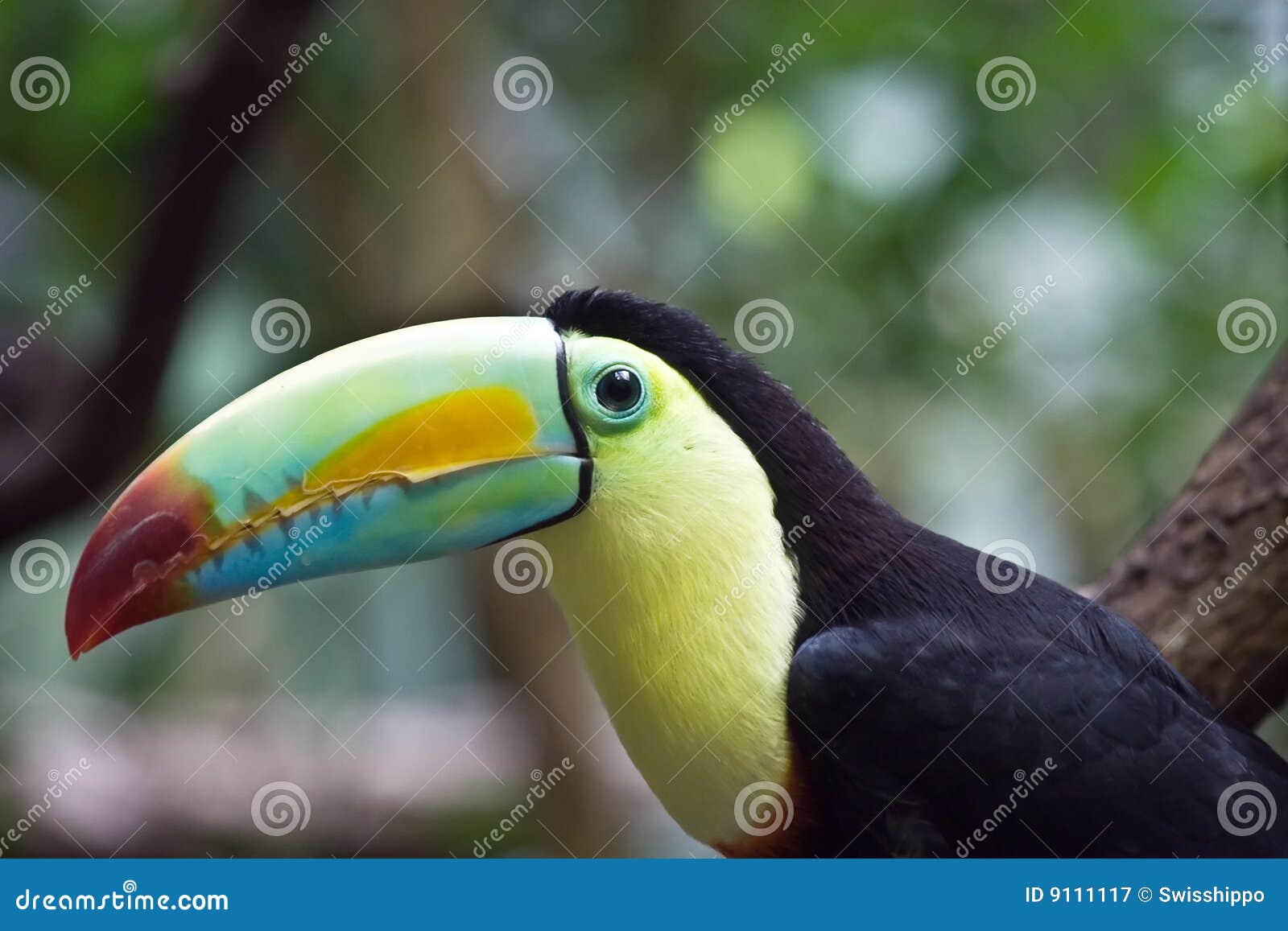 Tucan colorido imagen de archivo. Imagen de cubo, anaranjado - 9111117