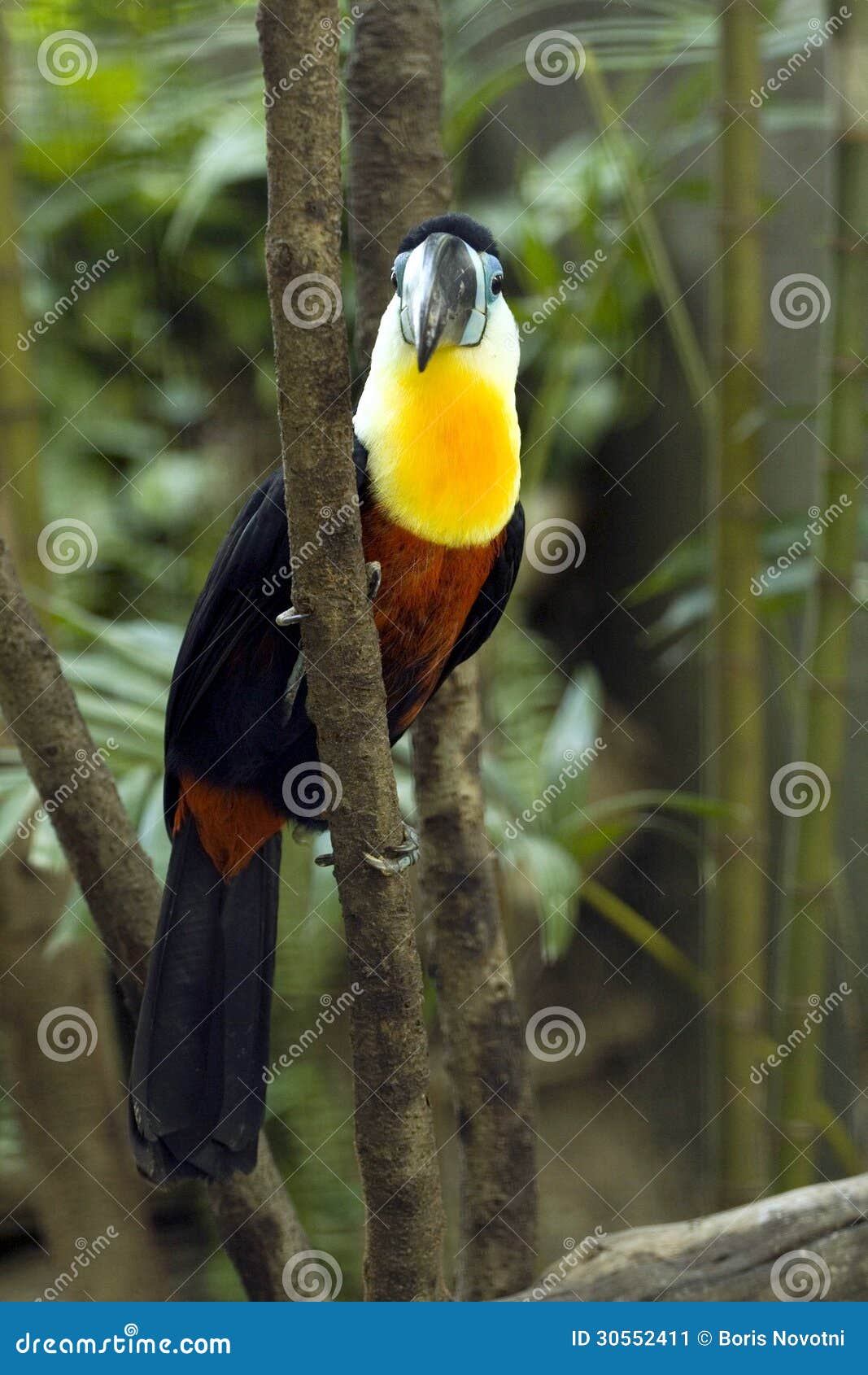 Tucan colorido y hermoso imagen de archivo. Imagen de aves - 30552411
