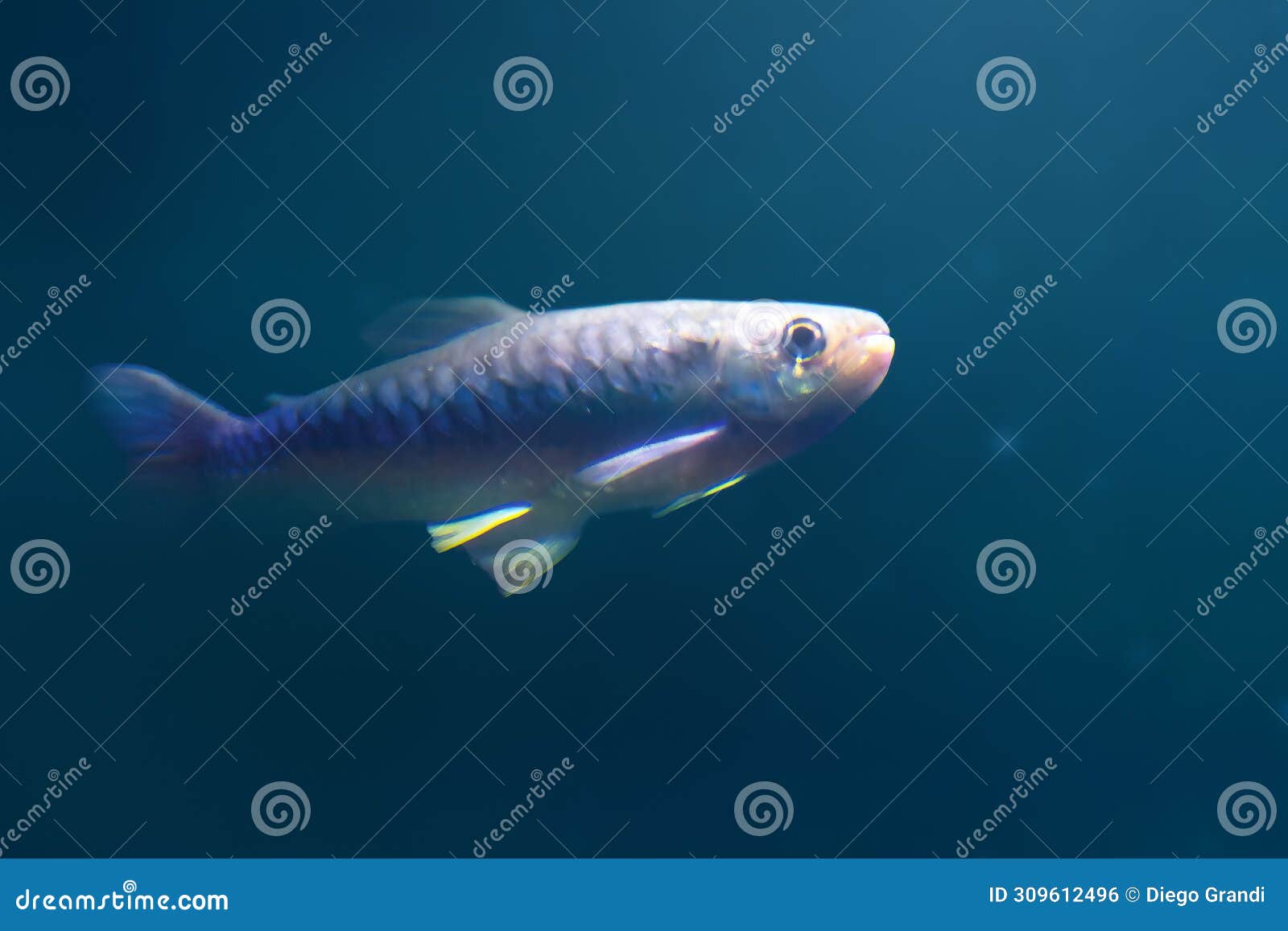 Tucan Fish - Freshwater Fish Stock Photo - Image of biology, life ...