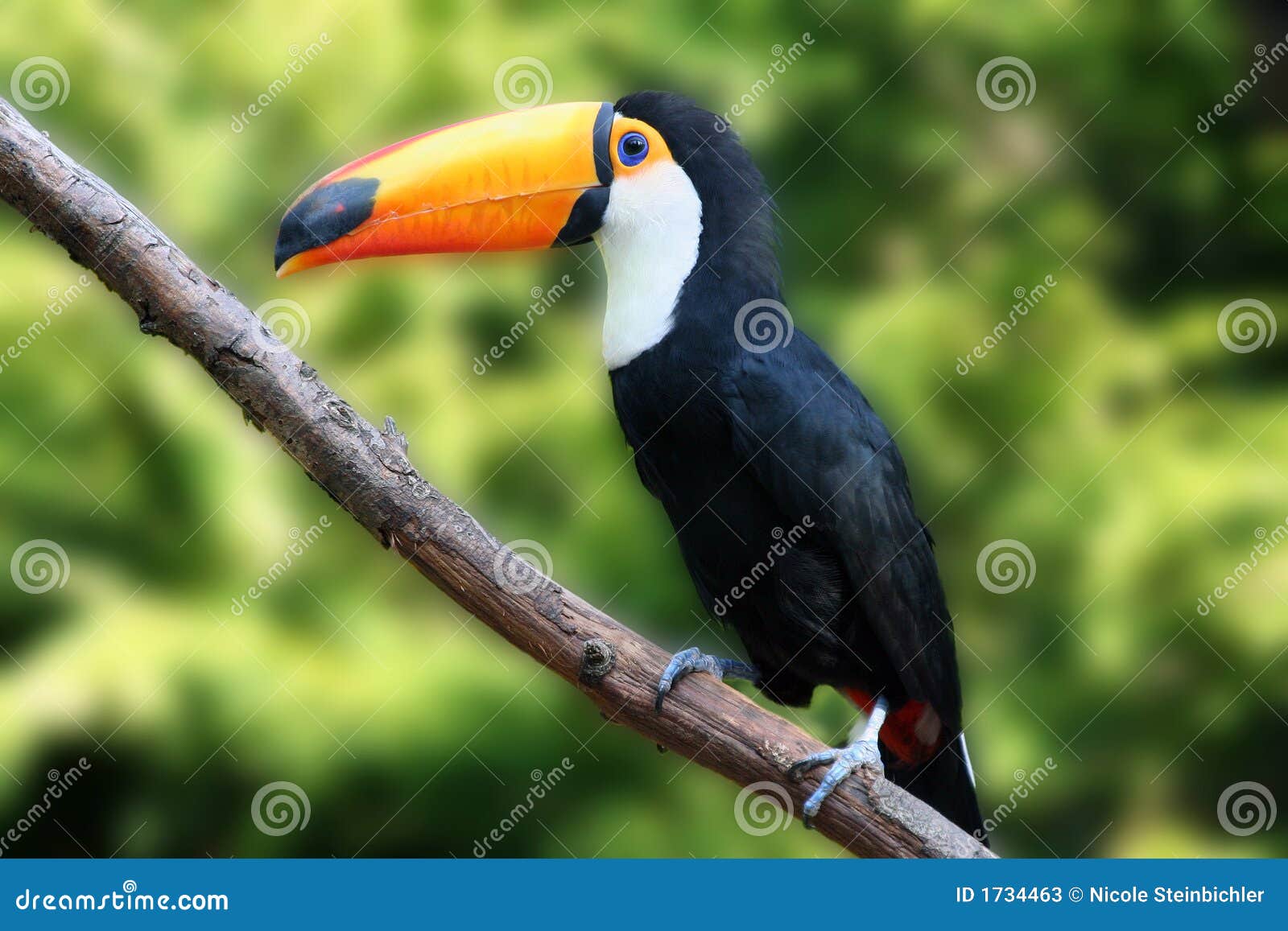 Tucan hermoso imagen de archivo. Imagen de emplumado, plumas - 1734463