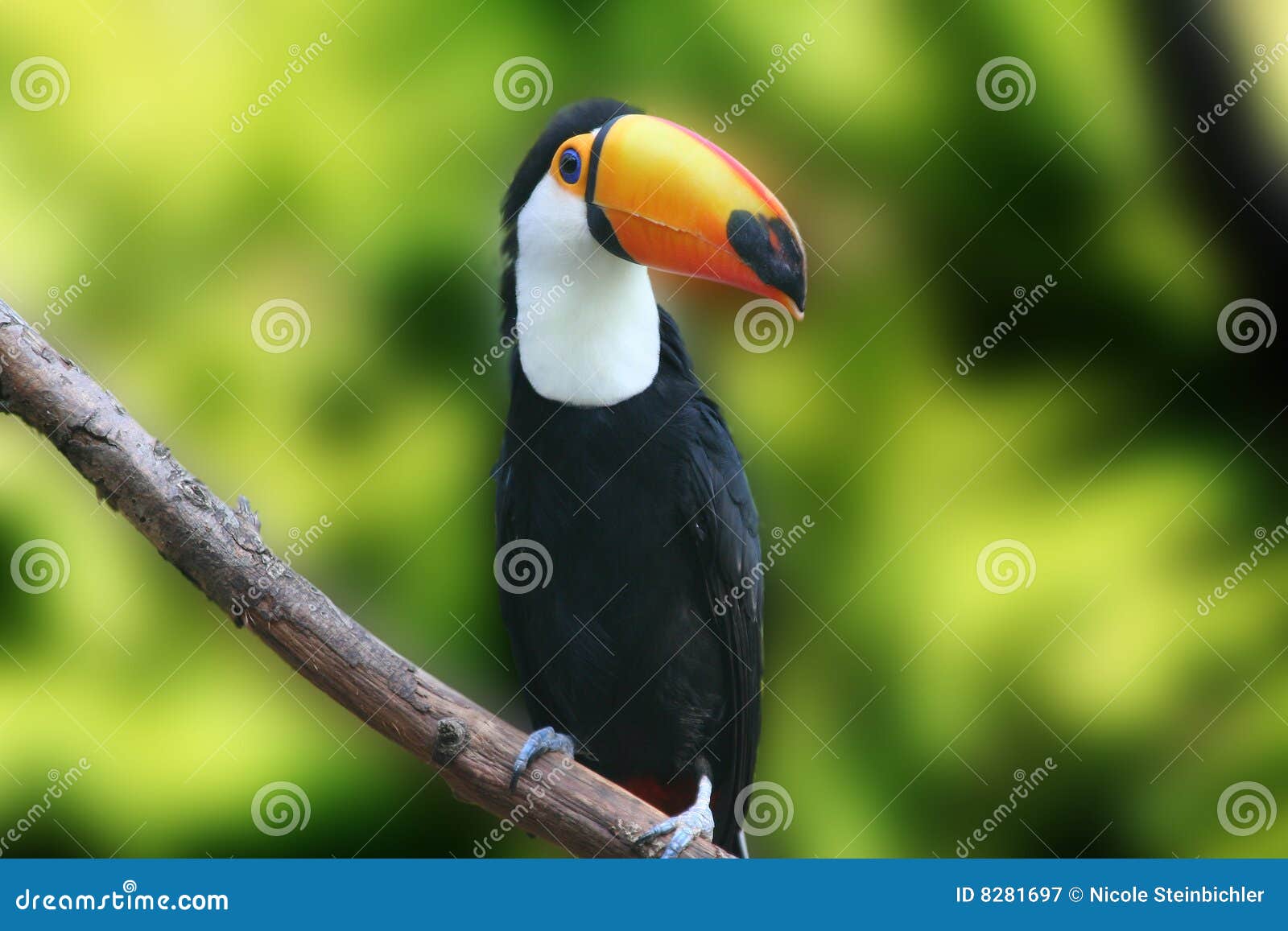 Tucan hermoso imagen de archivo. Imagen de animal, travieso - 8281697