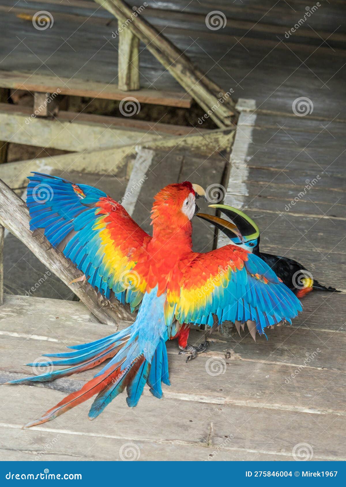 Tucan and parrot stock photo. Image of america, colourful - 275846004