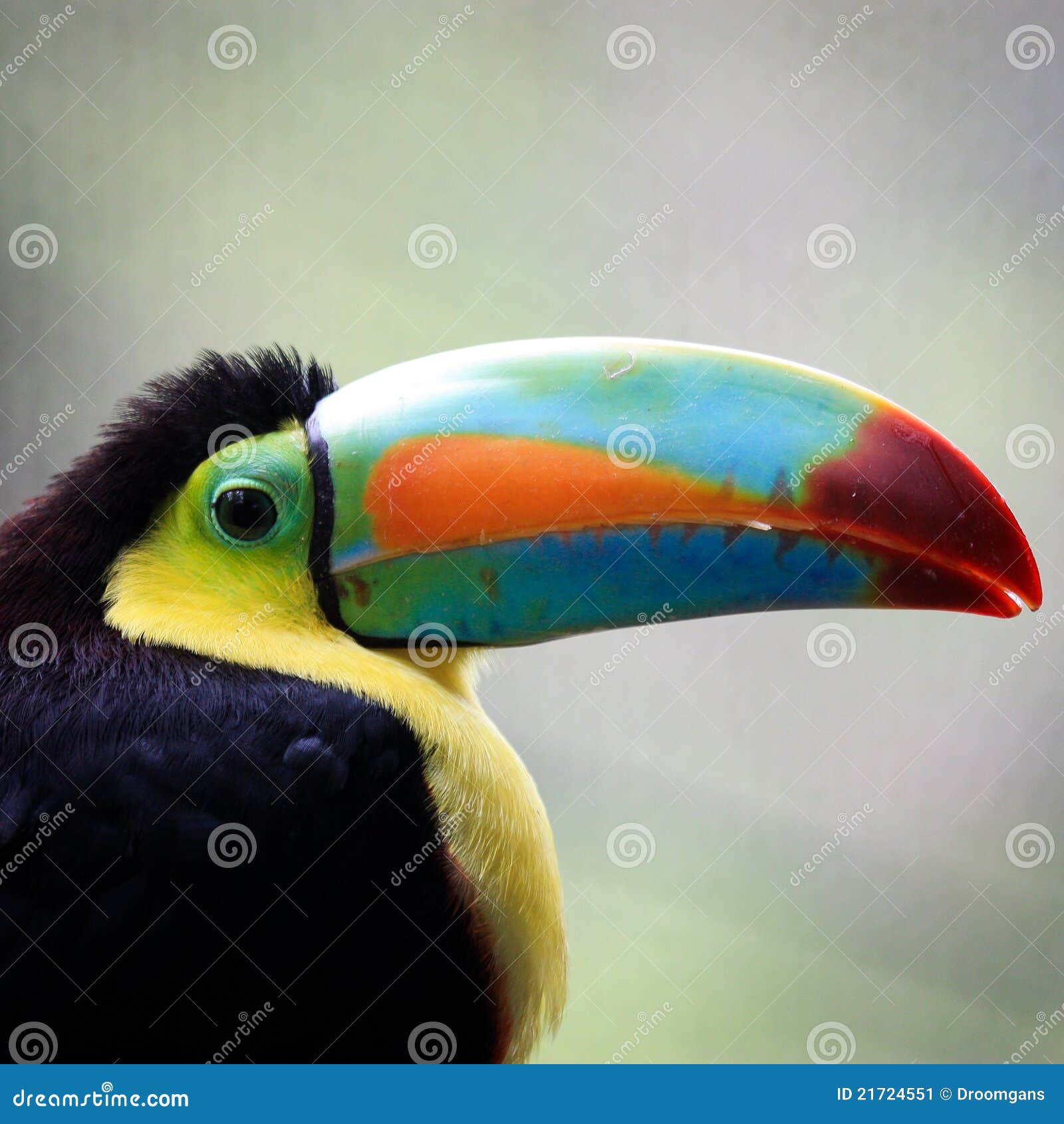 Tucan toucan stock image. Image of rainbow, rainforest - 21724551