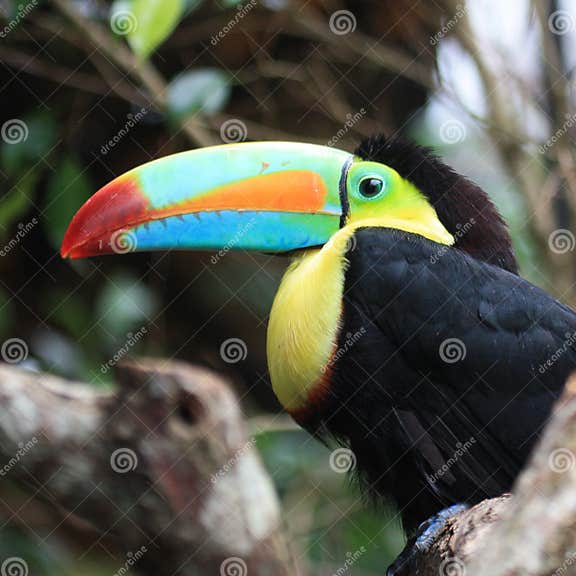 Tucan Toucan stock photo. Image of plumage, exotic, rainbow - 21894318