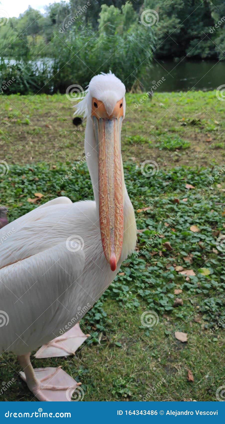 Tucan stock photo. Image of white, animal, tucan, park - 164343486
