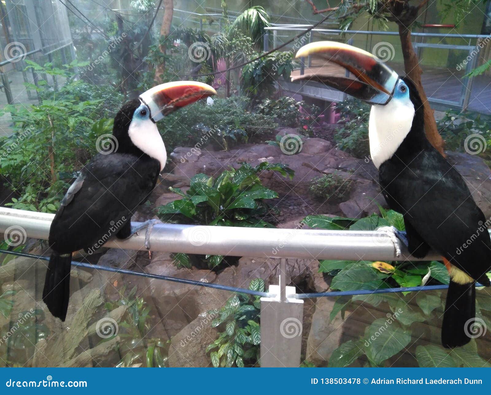 Tucan stock photo. Image of tucan, black, tukans, greenhouse - 138503478