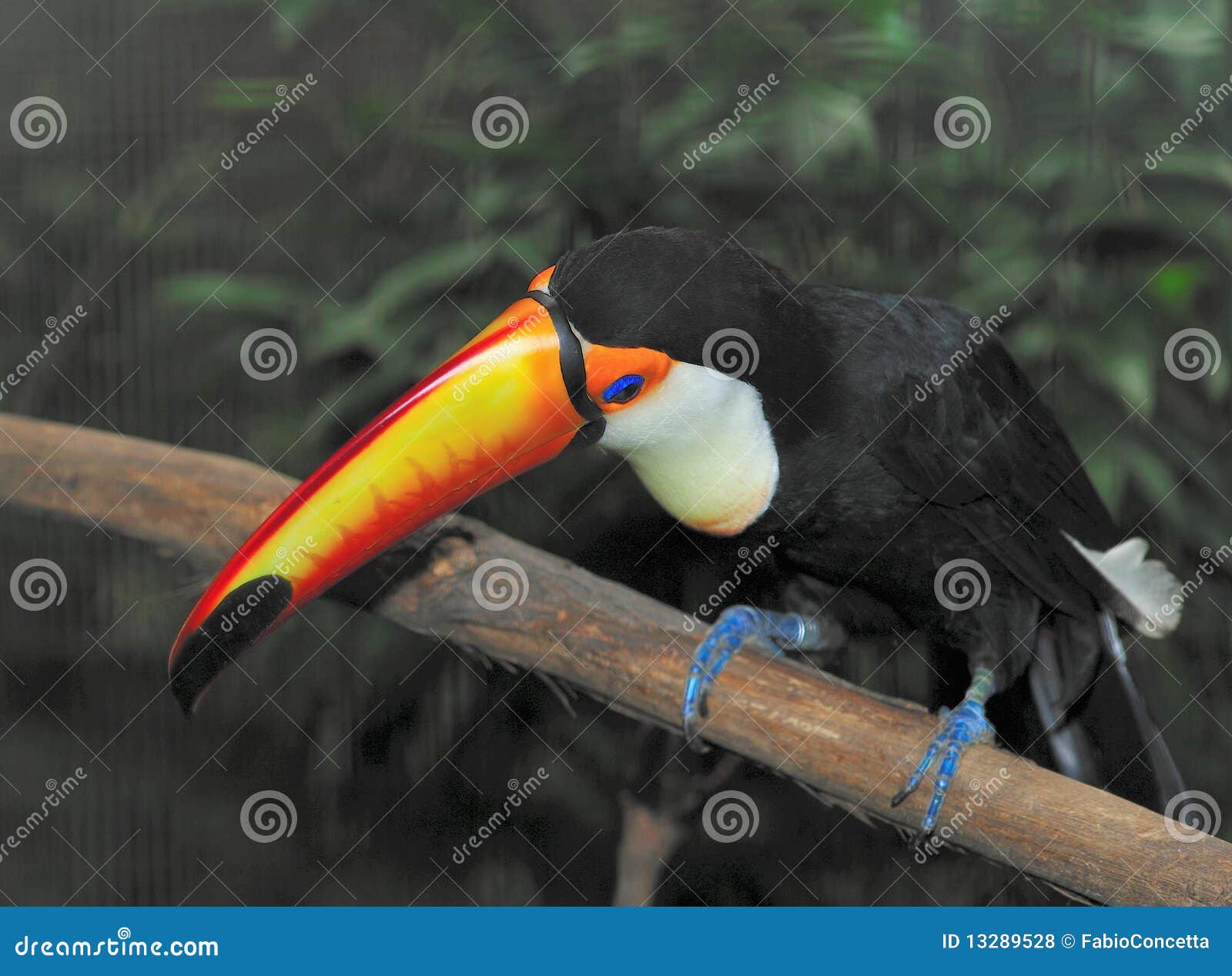 Tucano стоковое фото. изображение насчитывающей биографической - 13289528