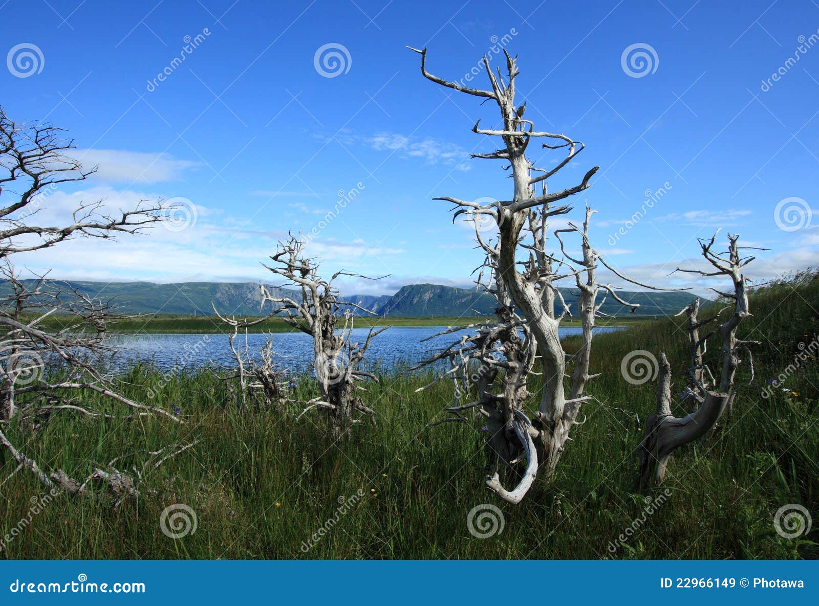 Tuckamore and Western Brook Stock Image - Image of scenic, scenery ...