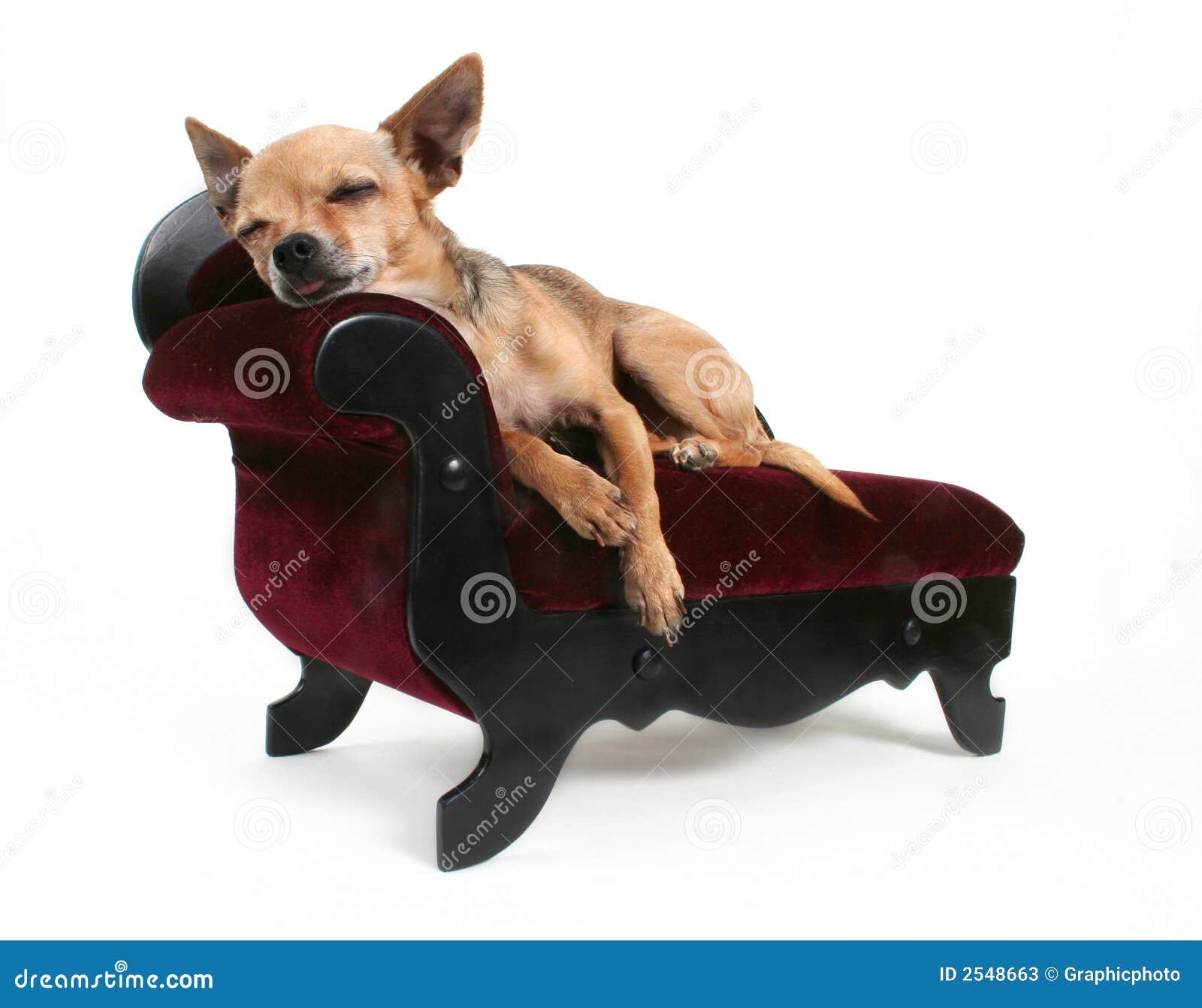 Tuckered Out stock image. Image of nose, mutt, baby, tired - 2548663