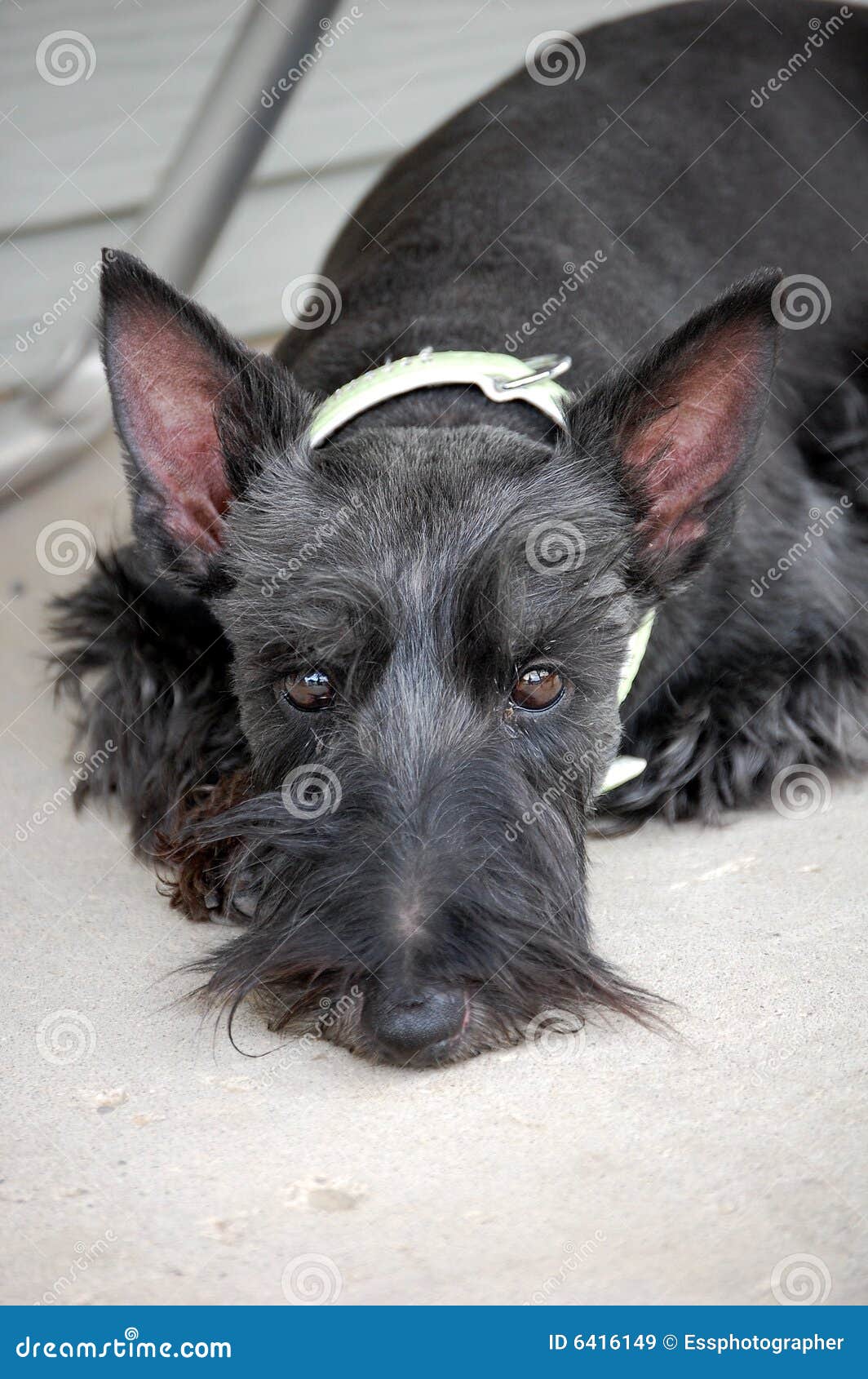 Tuckered Out! stock image. Image of pets, scottie, terriers - 6416149