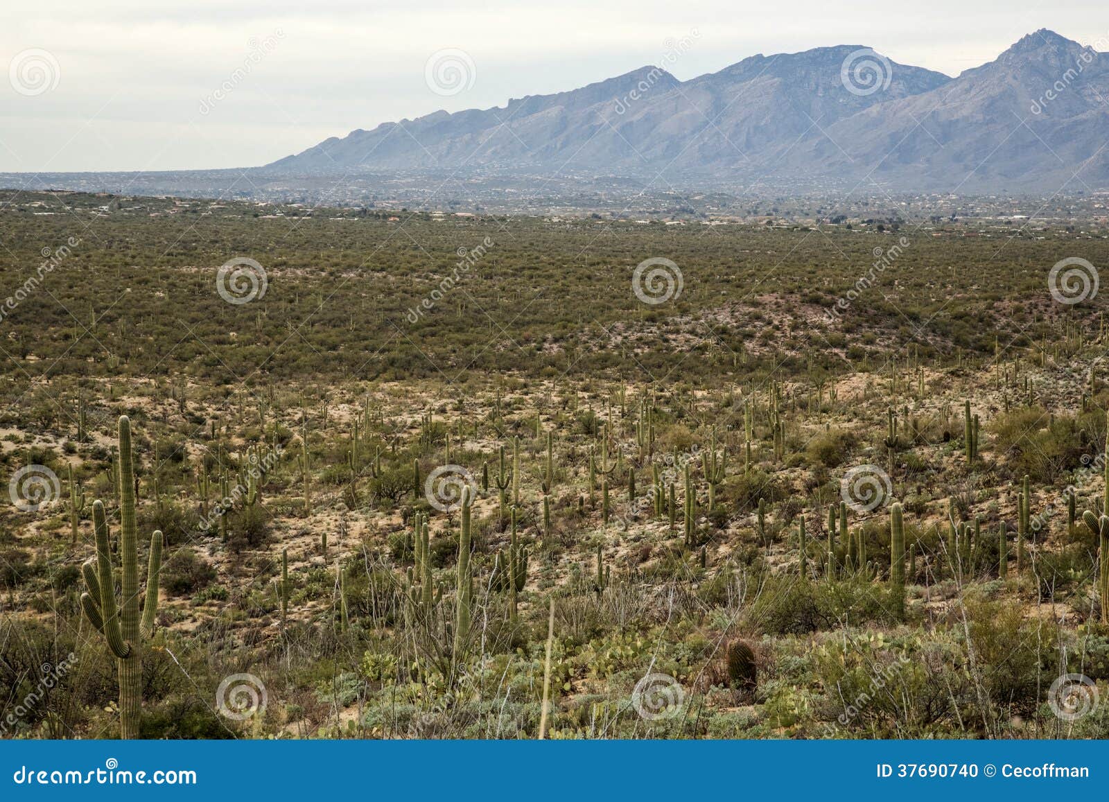 Tucson Landscape stock photo. Image of tour, wilderness - 37690740