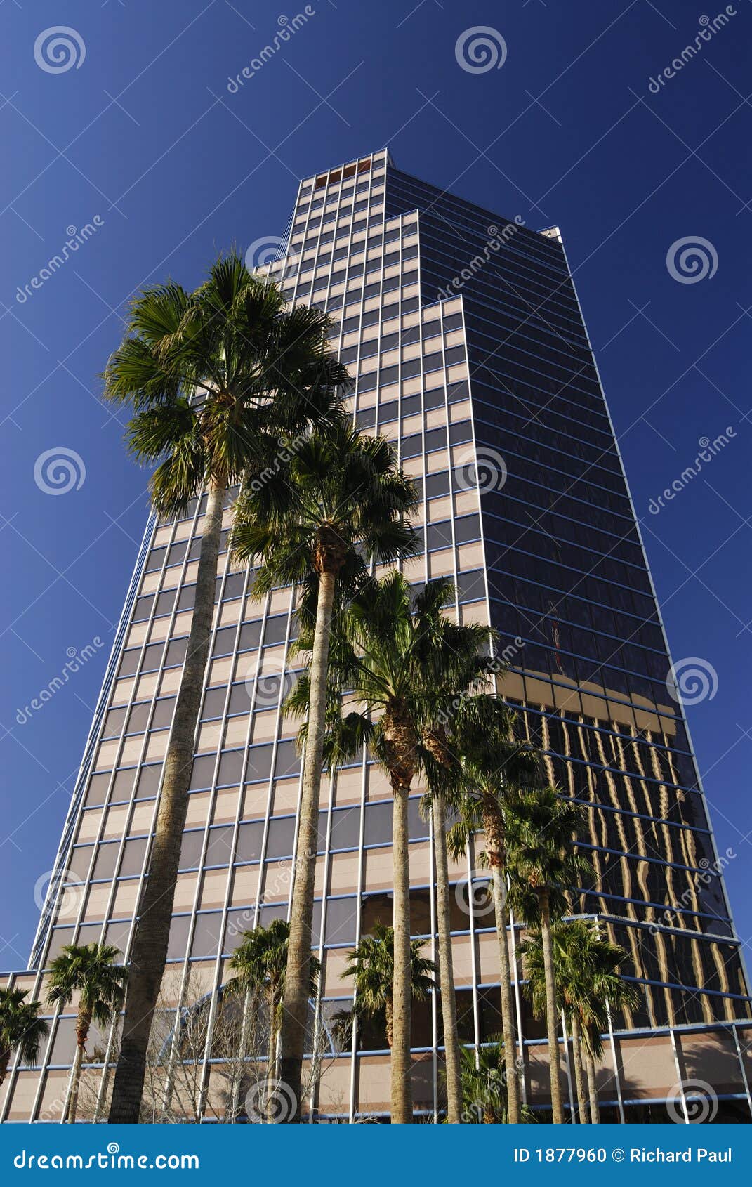 Tucson Office Building stock photo. Image of tree, civic - 1877960