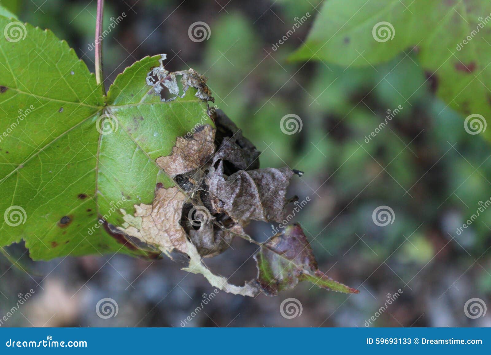 Tudo murcha imagem de stock. Imagem de macro, tudo, verde - 59693133