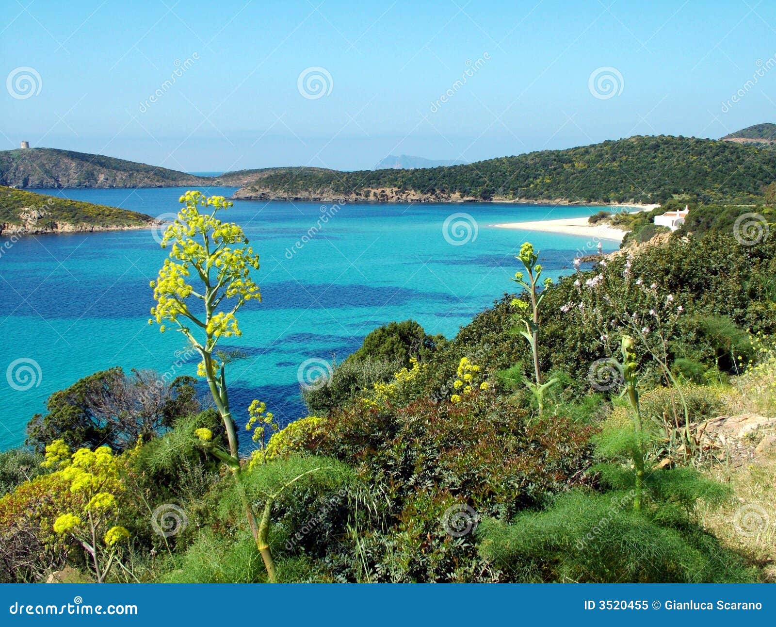 Tuerredda Strand stockbild. Bild von rein, blumen, italien - 3520455