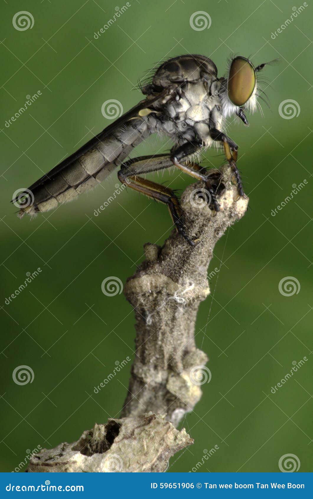 Tueur D'insecte Mangeant La Fourmi Rouge Photo stock - Image du tueur ...