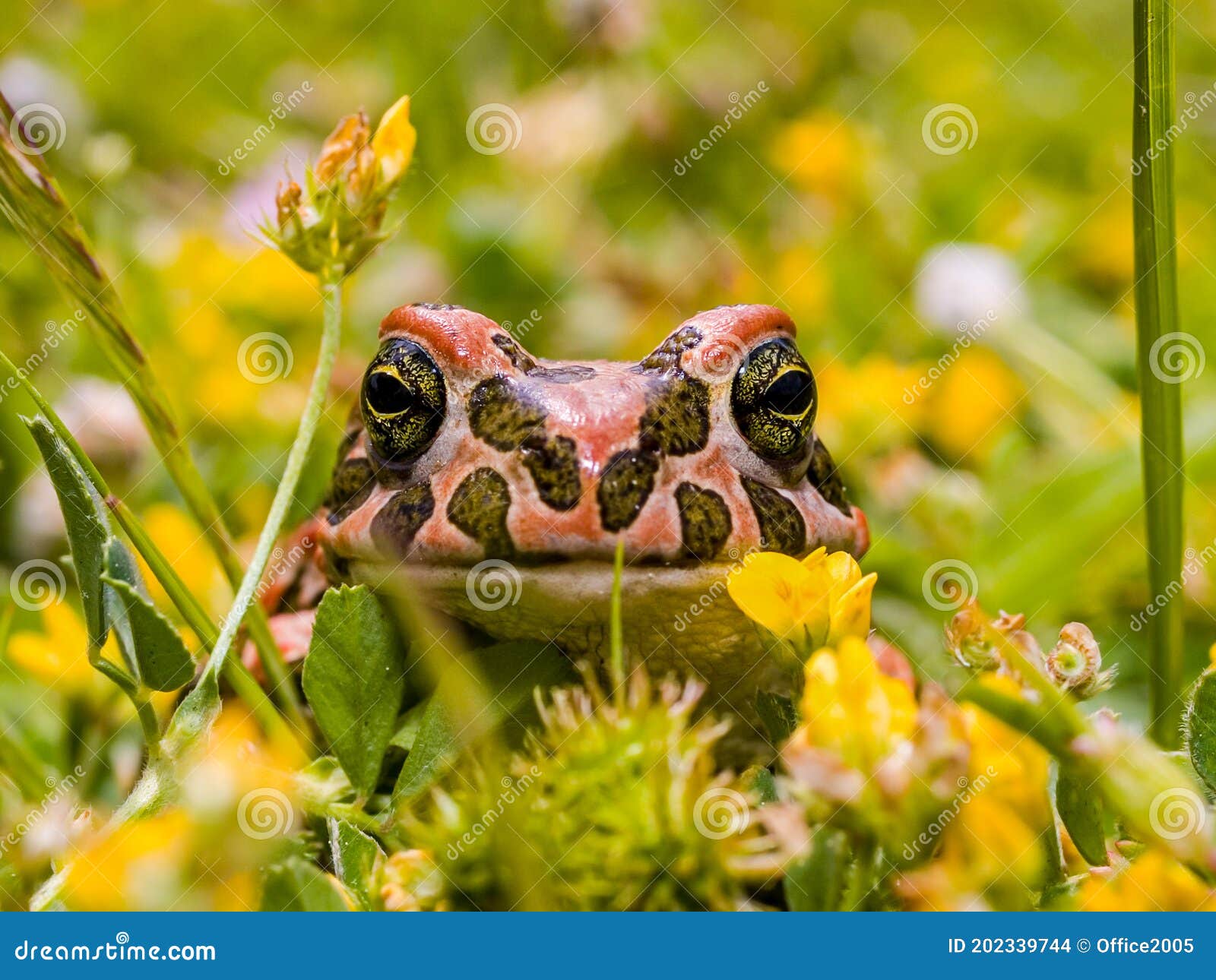 Tufos verdes viridis foto de stock. Imagem de guinada - 202339744