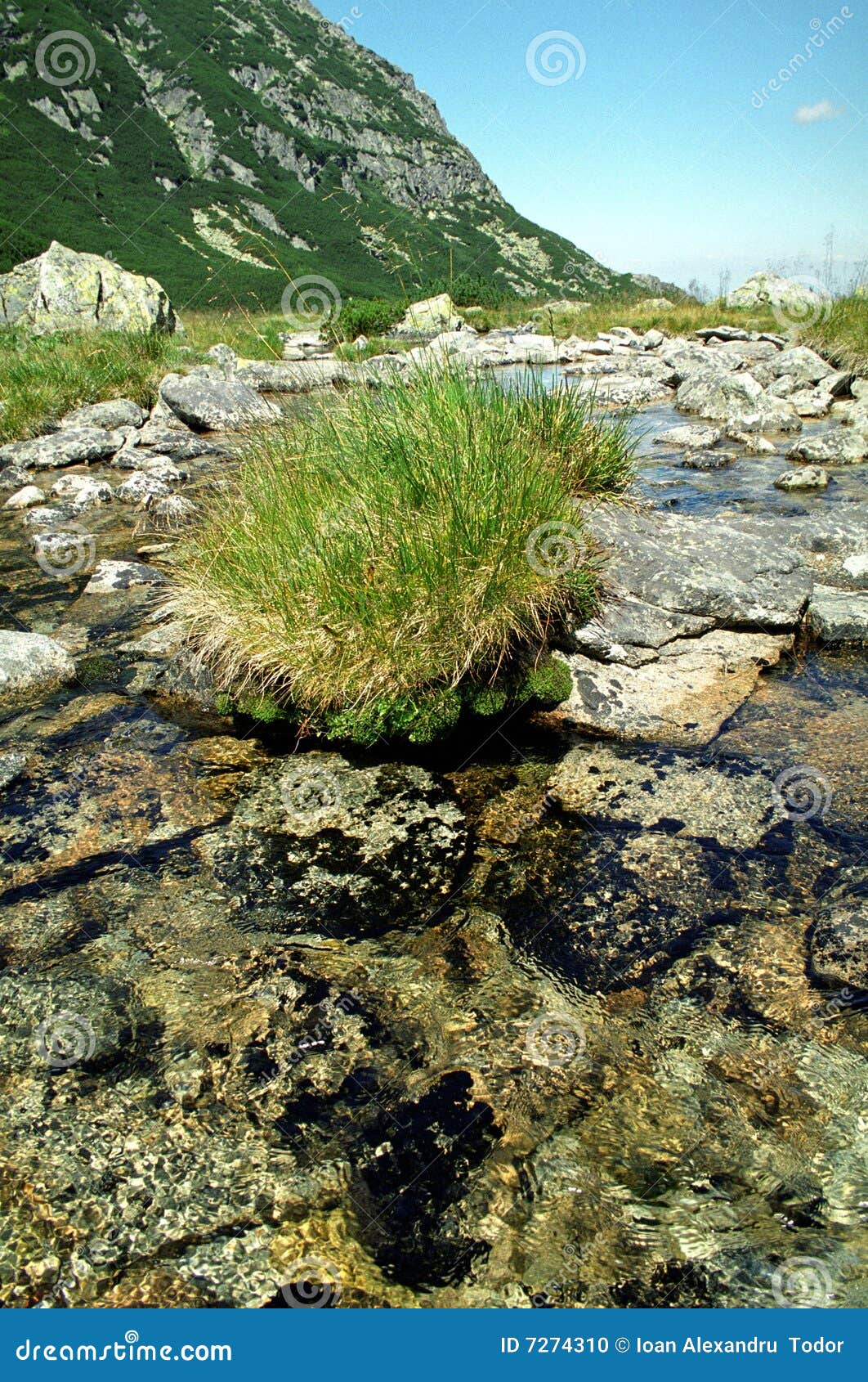 Tuft of grass stock photo. Image of stream, stone, nature - 7274310