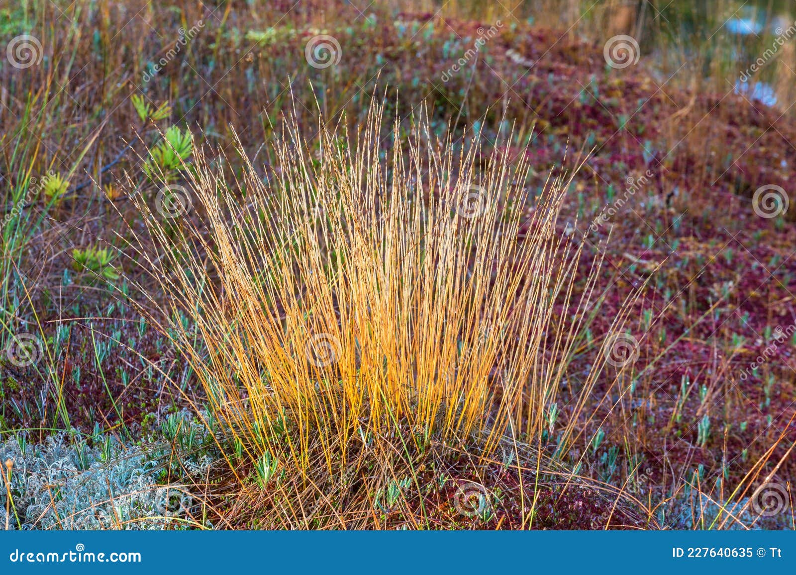Tuft of grass on the bog stock image. Image of straw - 227640635
