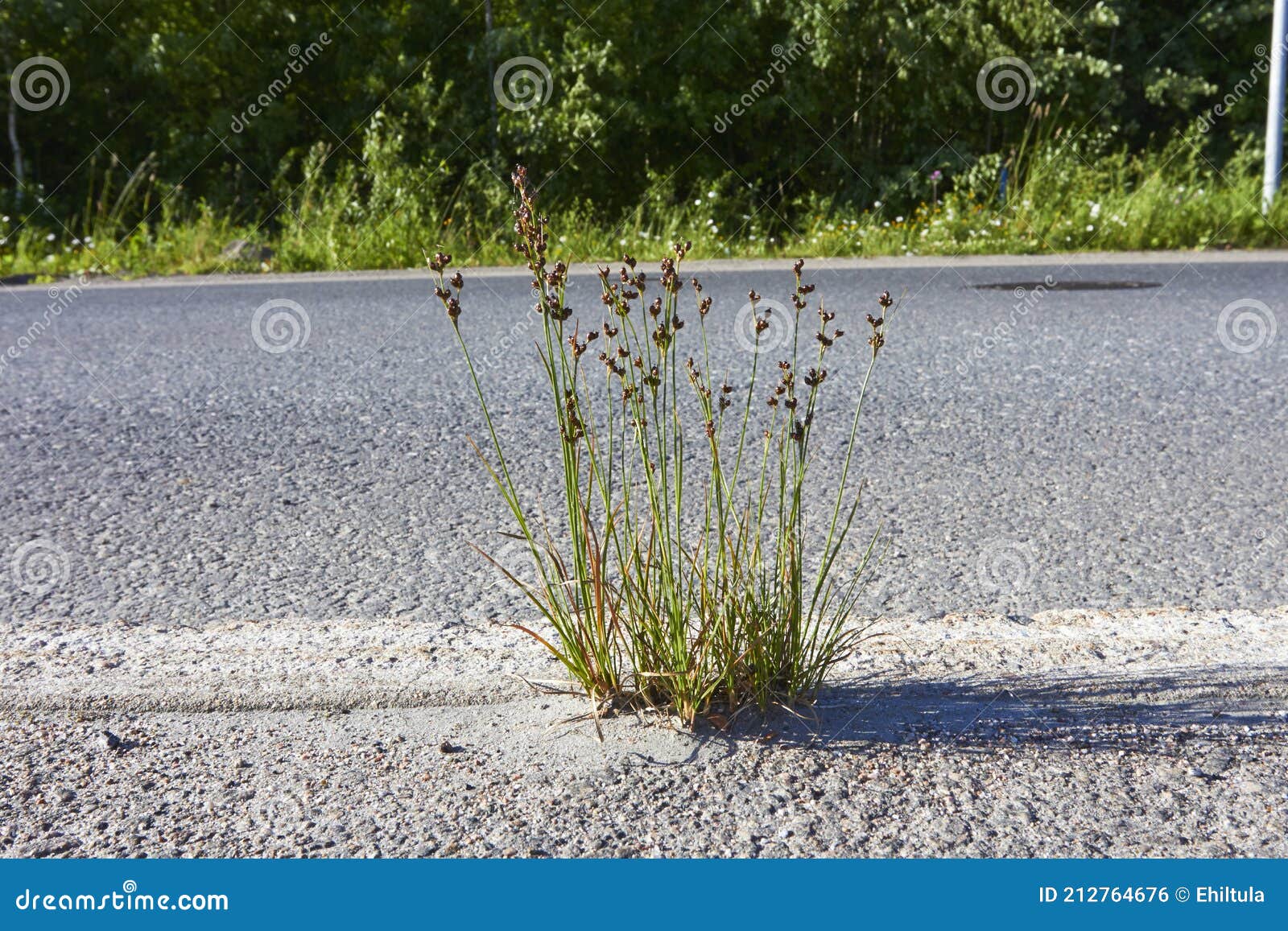 Tuft of Grass Growing on Roadside Stock Photo - Image of environment ...