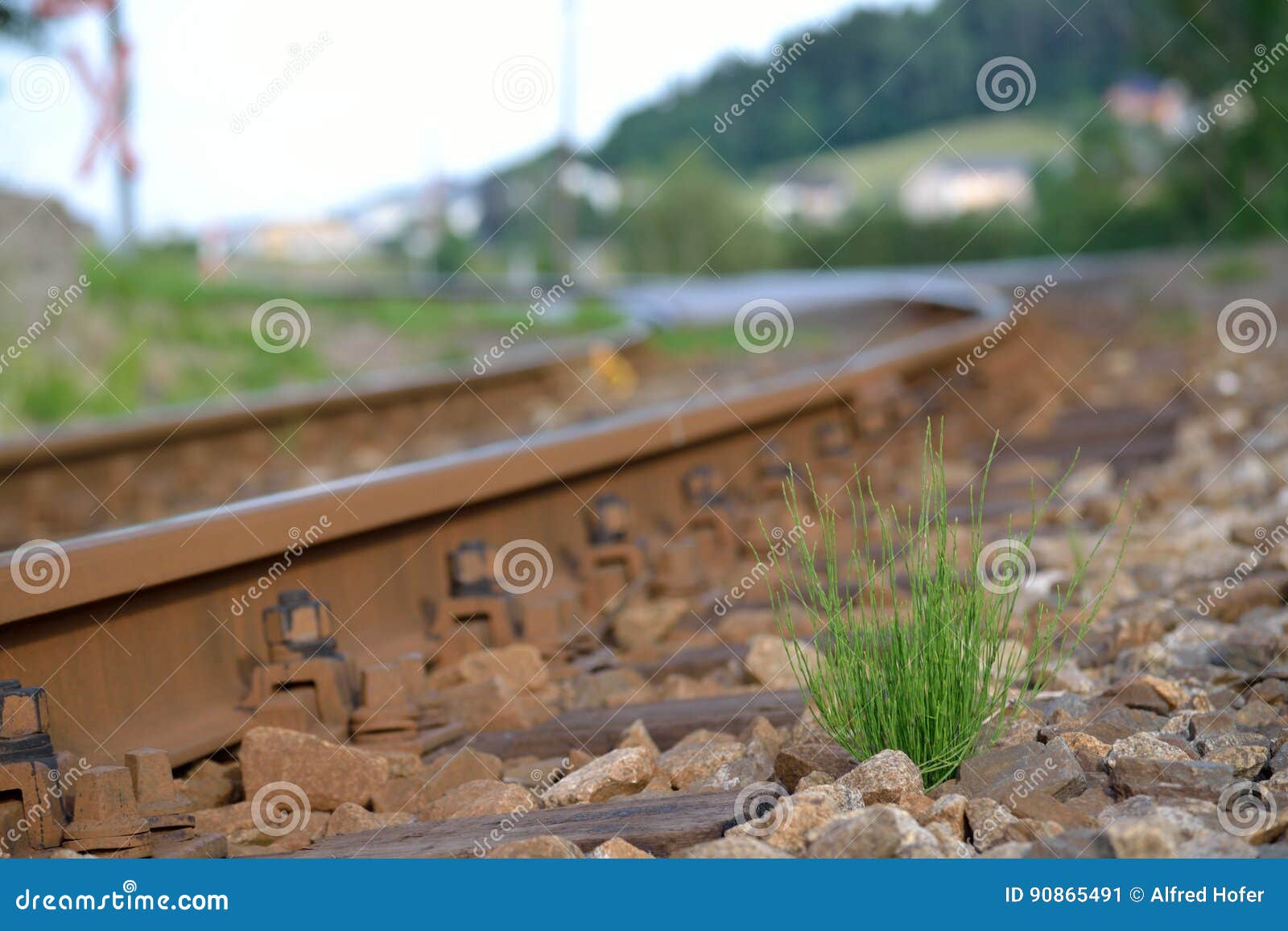 Tuft of Grass Grows Next To Railroad Tracks Stock Image - Image of ...