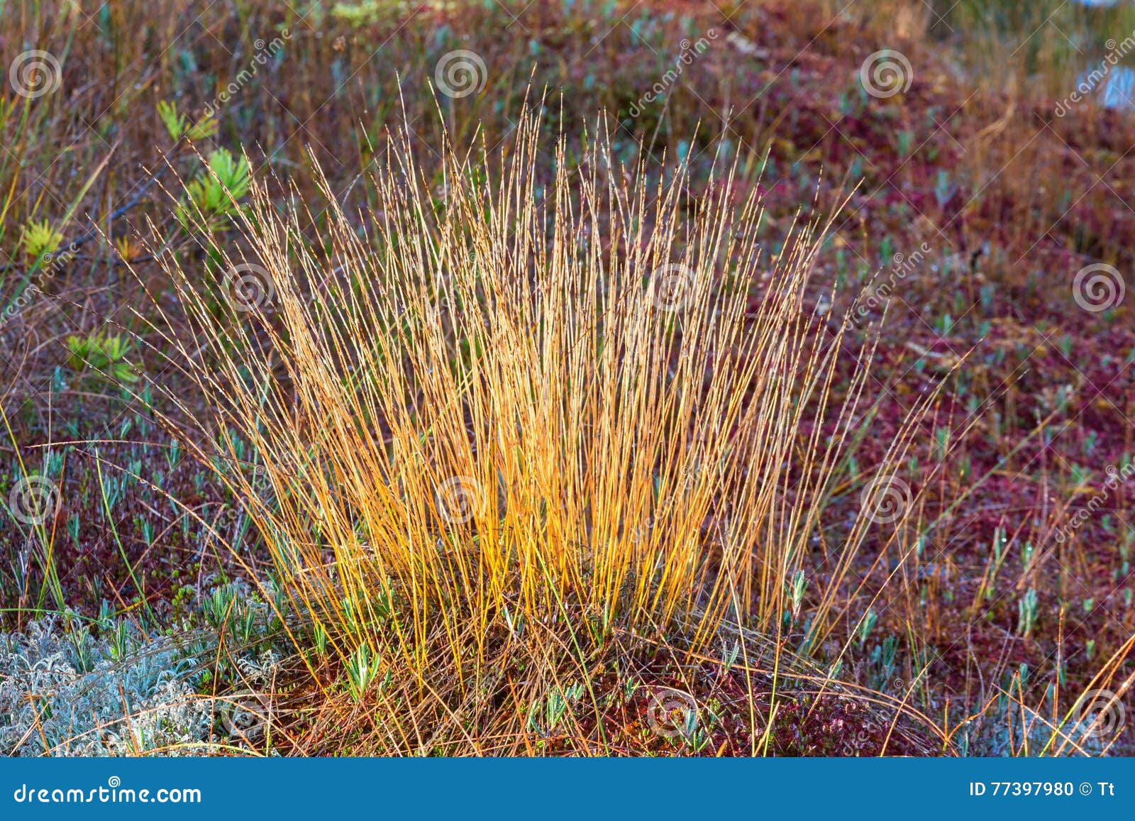 Tuft of grass stock photo. Image of tuft, grassland, view - 77397980