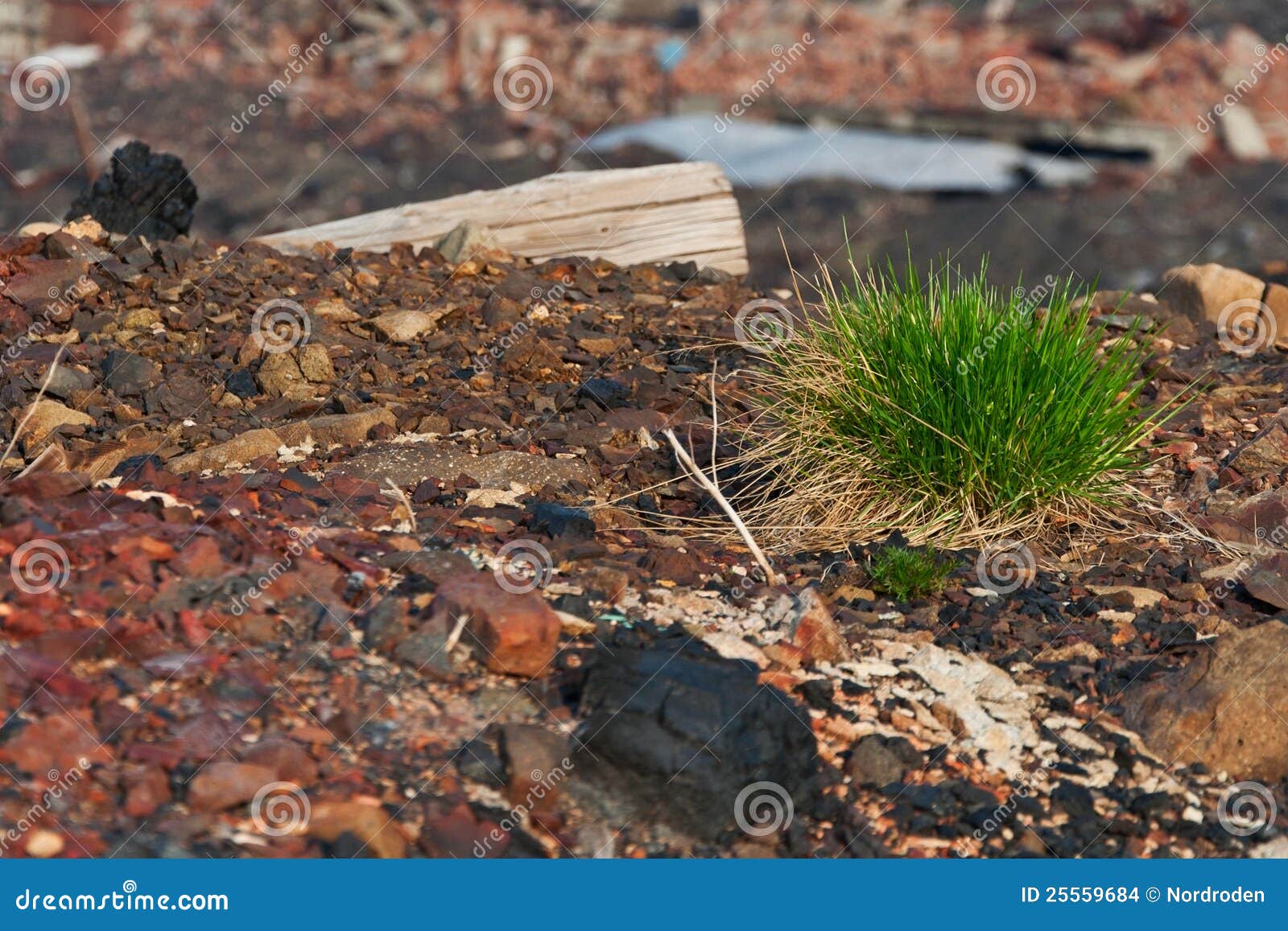Tuft of grass on the rocks stock photo. Image of nature - 25559684