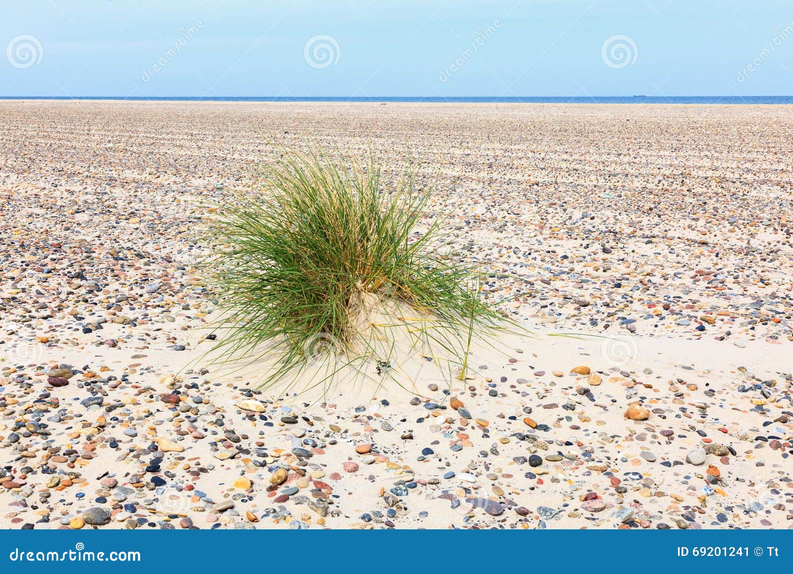 Tuft of grass in the sand stock image. Image of scandinavia - 69201241
