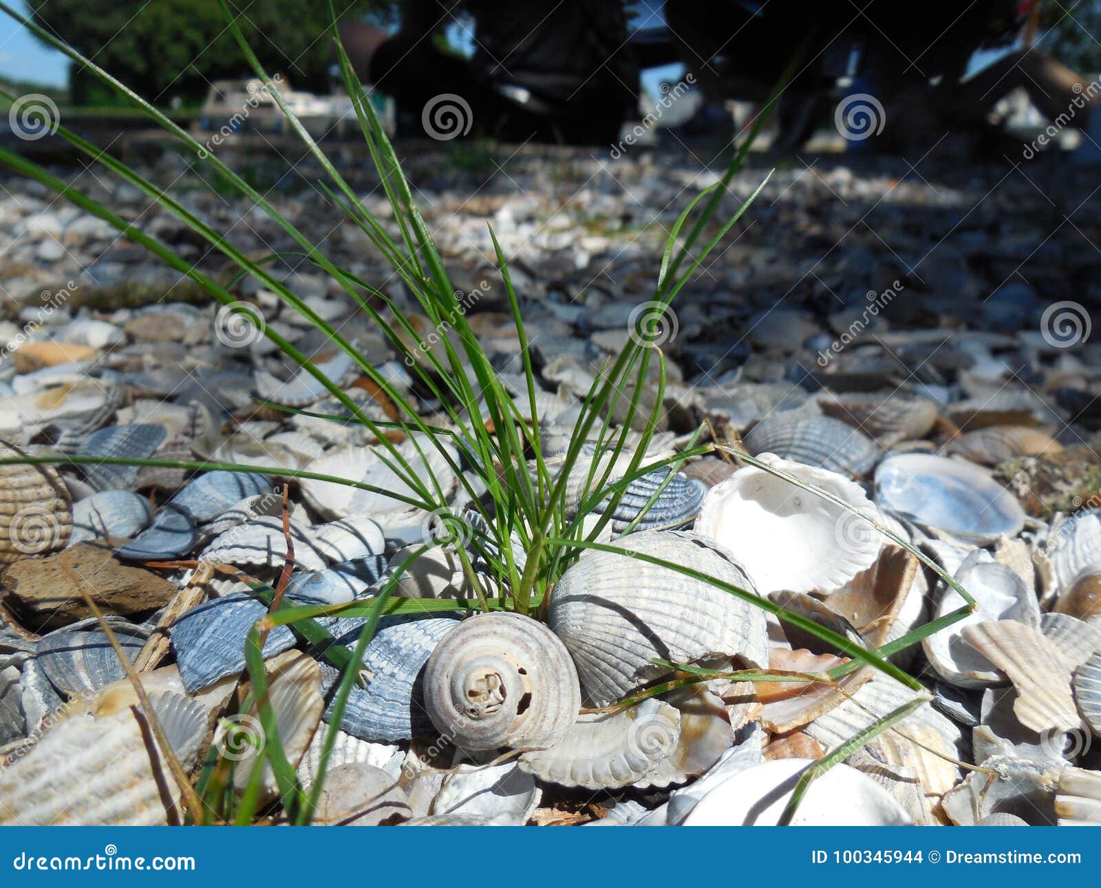 Tuft of Grass among Shells stock photo. Image of striped - 100345944