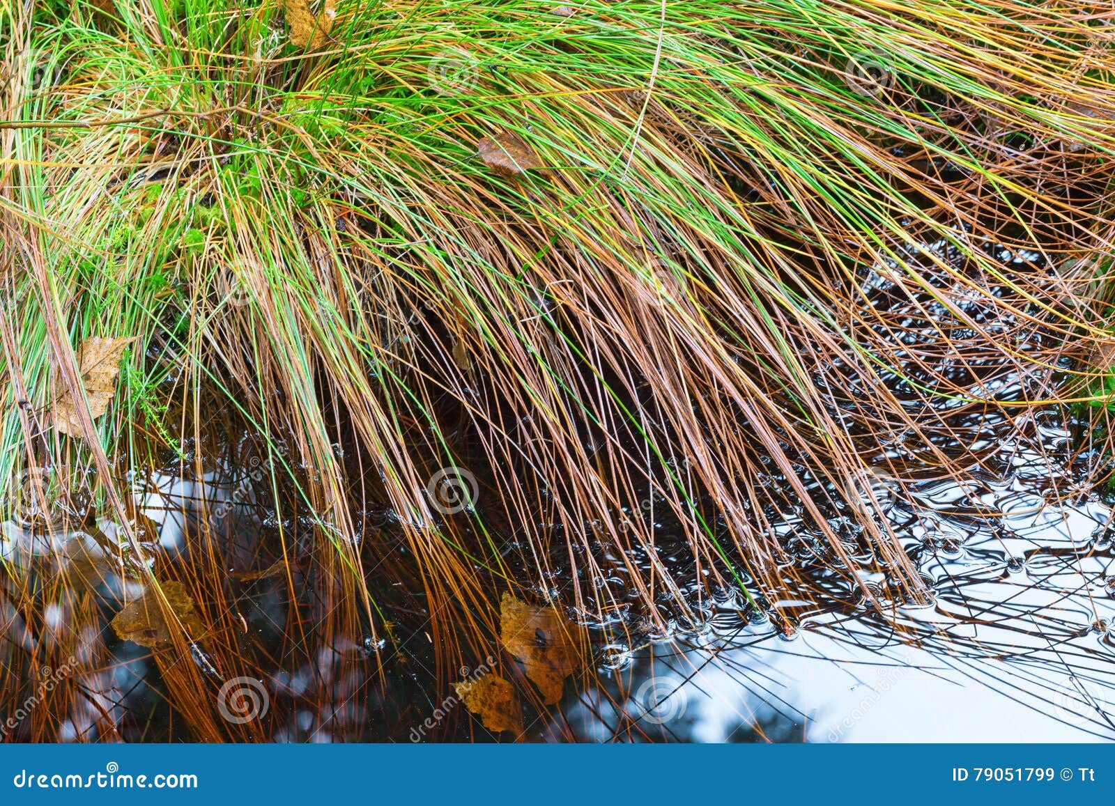 Tuft of grass at the water stock image. Image of moor - 79051799