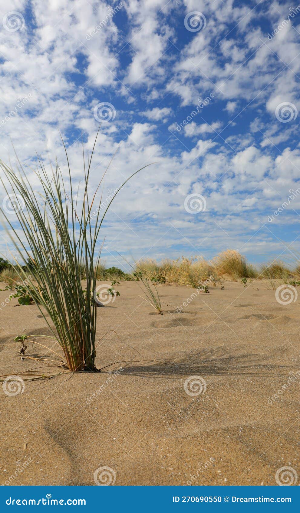 Tuft of Green Grass that Grows among the Scorching Sands of the Desert ...