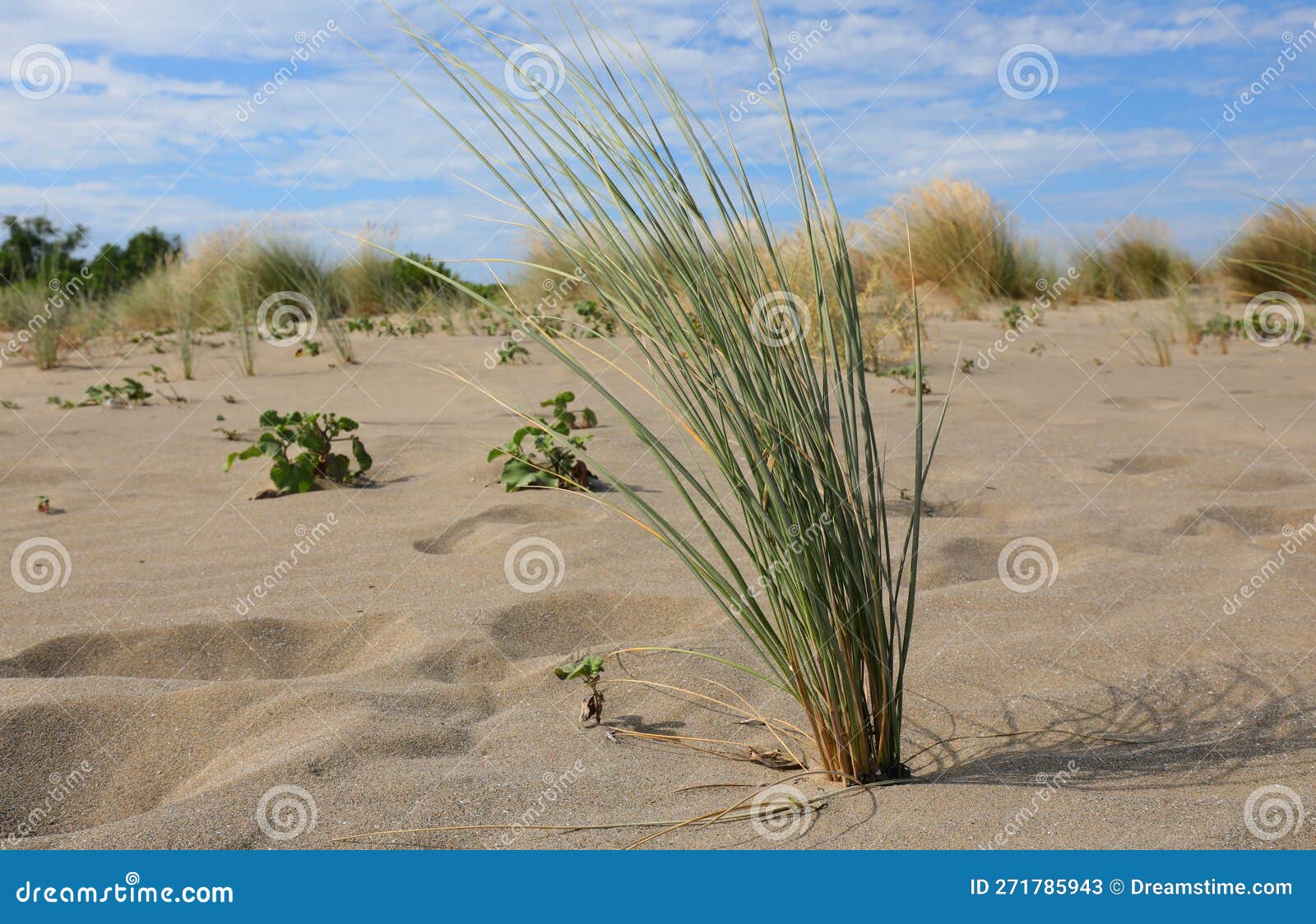 Tuft of Green Grass that Grows among the Scorching Sands of the Desert ...