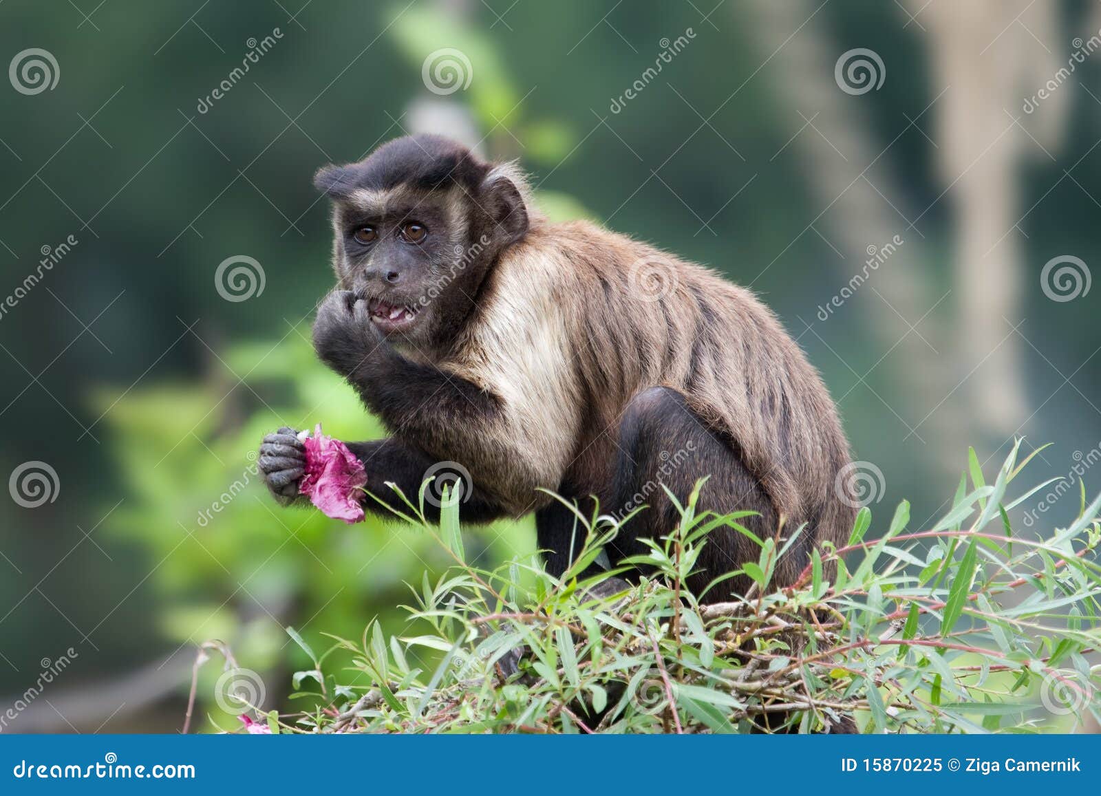 Tufted Capuchin Monkey Royalty-Free Stock Image | CartoonDealer.com ...