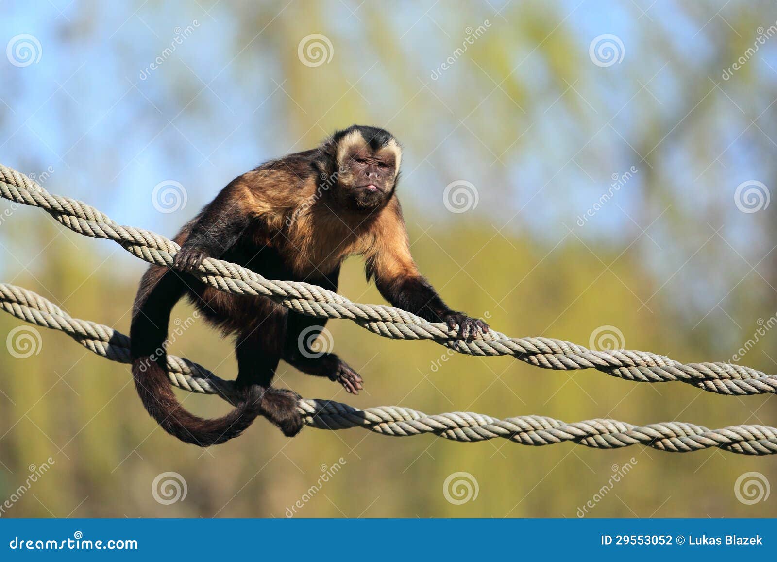 Tufted capuchin stock photo. Image of sapajus, adult - 29553052