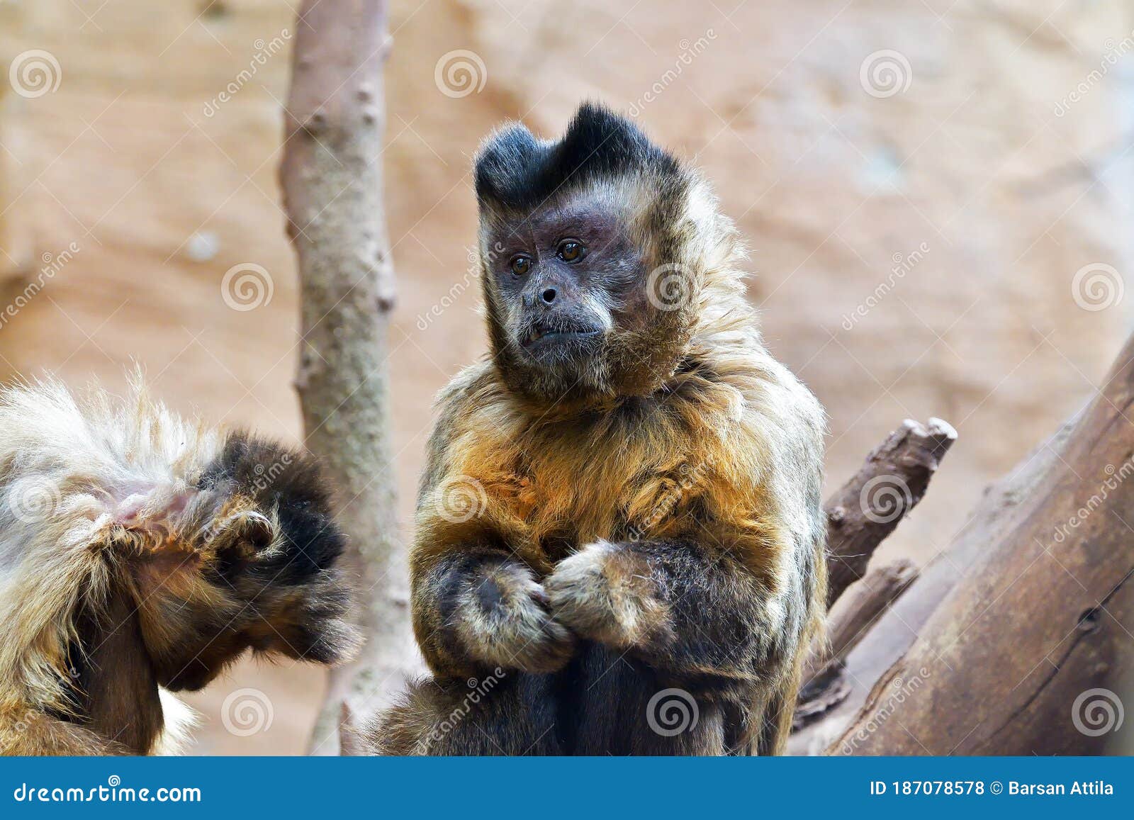 The Tufted Capuchin, Also Known As Brown Capuchin, Black-capped ...