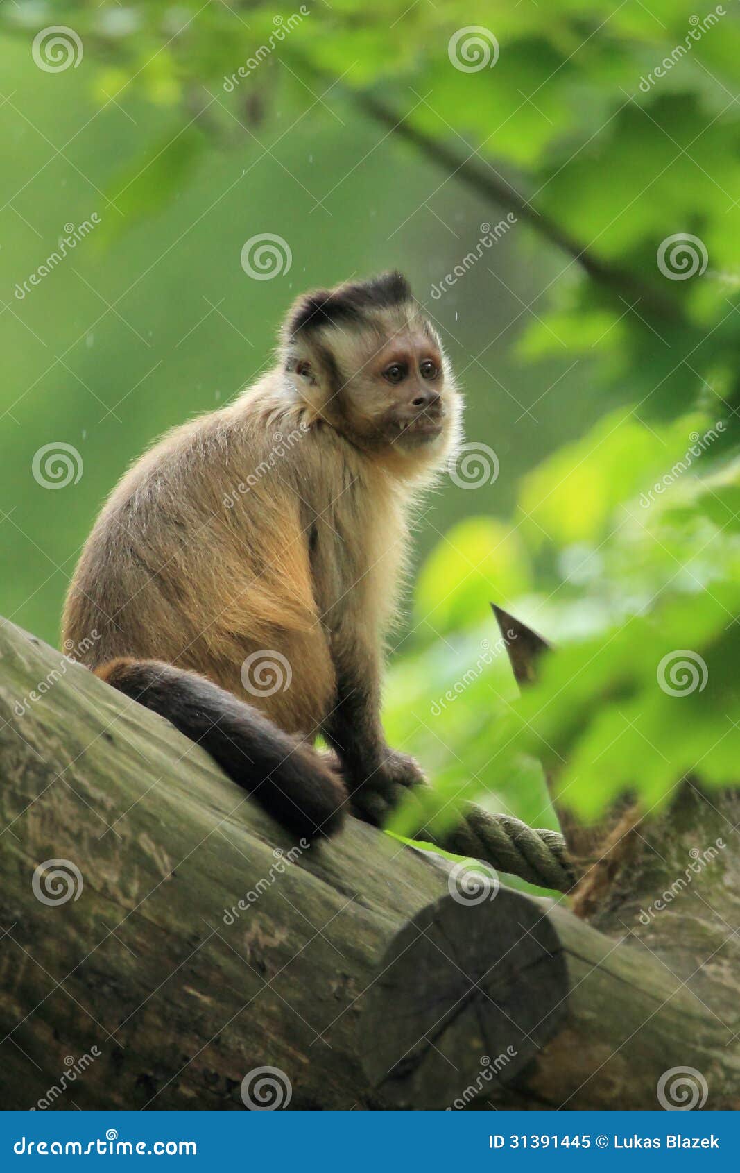 Tufted capuchin stock image. Image of wood, capped, brown - 31391445