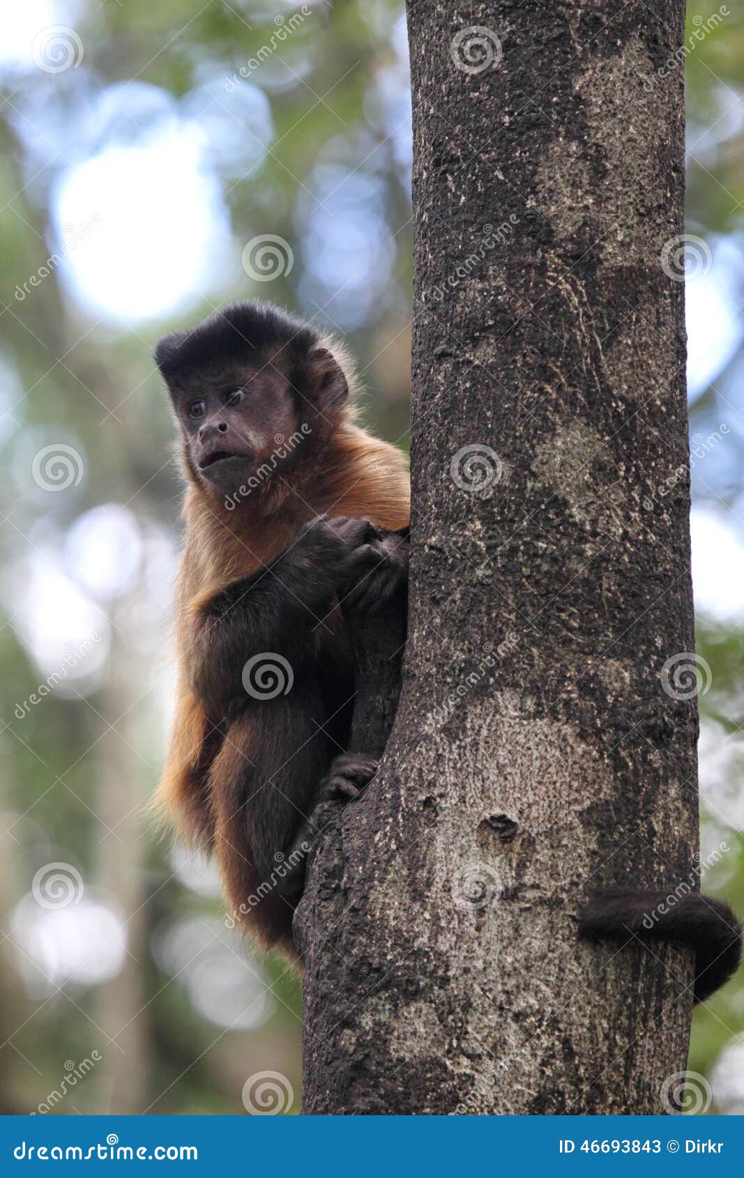The Tufted Capuchin Sapajus Apella, Brown Capuchin, Black-capped ...