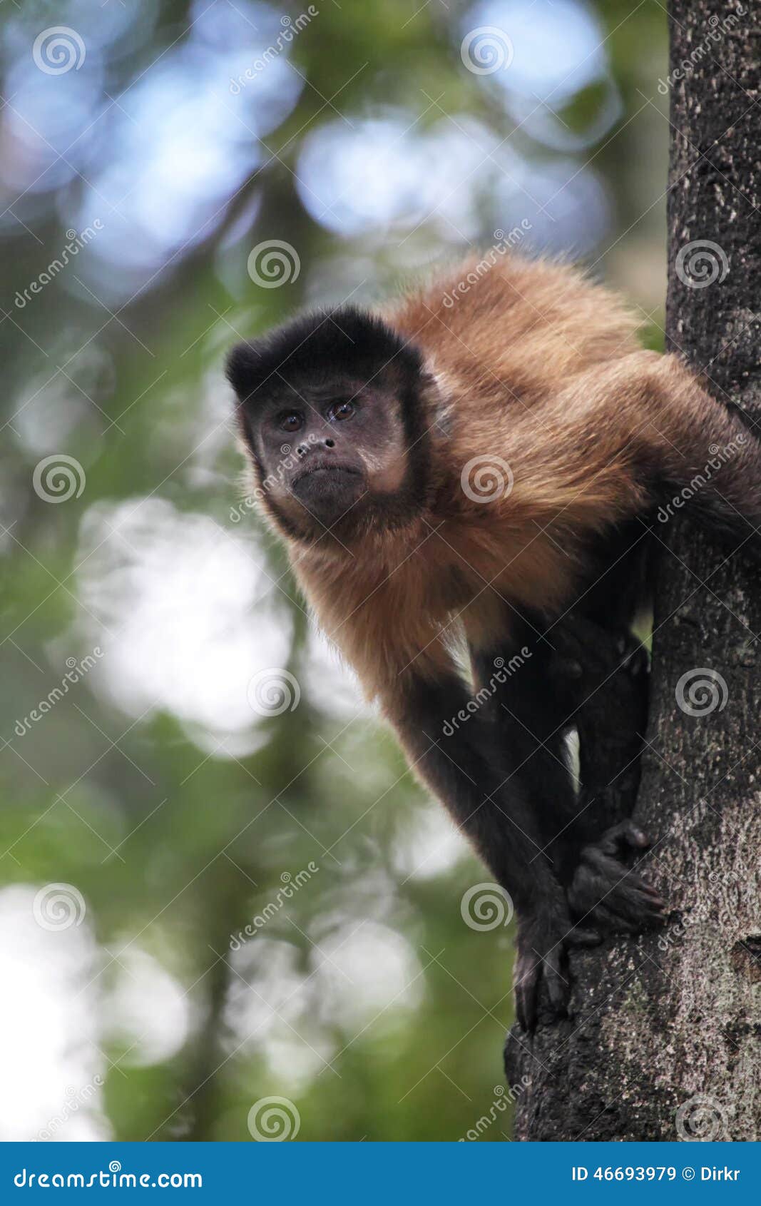 The Tufted Capuchin Sapajus Apella, Brown Capuchin, Black-capped ...