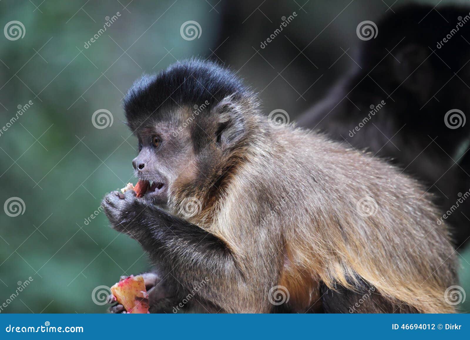 Tufted Capuchin, Also Known As Brown Or Black-capped Capuchin Climbing ...