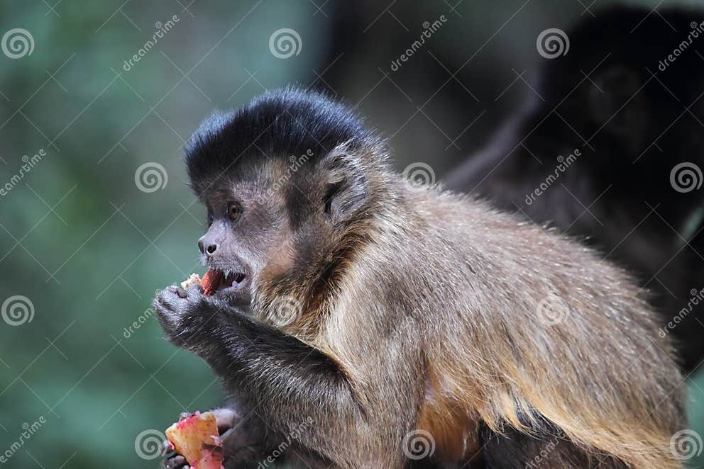 Tufted Capuchin (Cebus Apella) Stock Photo - Image of wood, world: 46694012