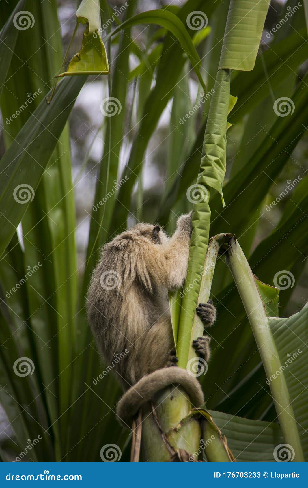 Tufted Capuchin Large-headed Capuchin in Yungas, Coroico, Bolivia Stock ...