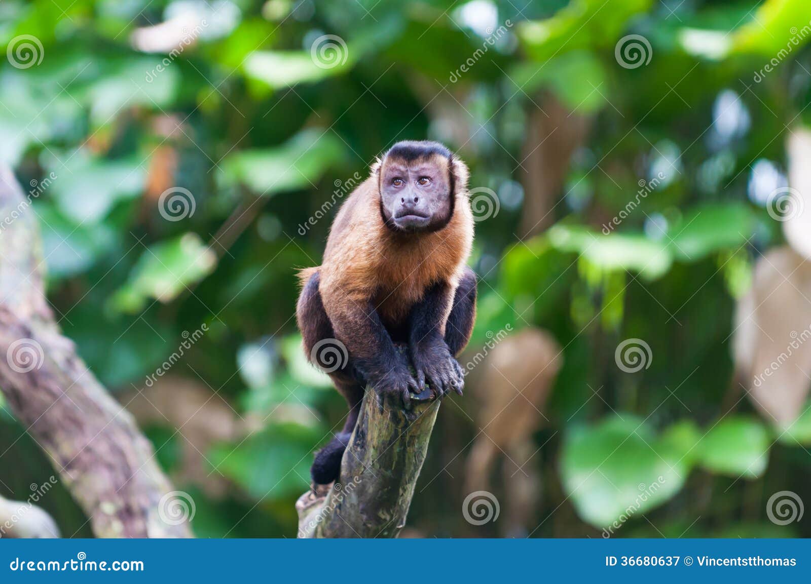 Tufted Capuchin stock image. Image of captive, tree, animals - 36680637