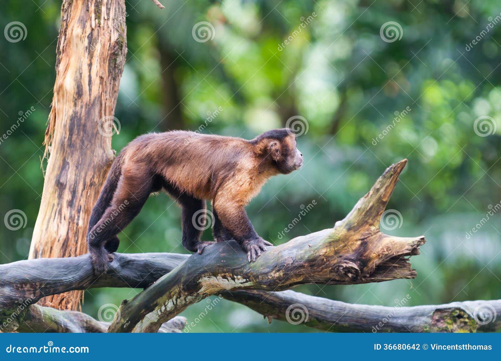 Tufted Capuchin stock photo. Image of animal, cebus, mammal - 36680642
