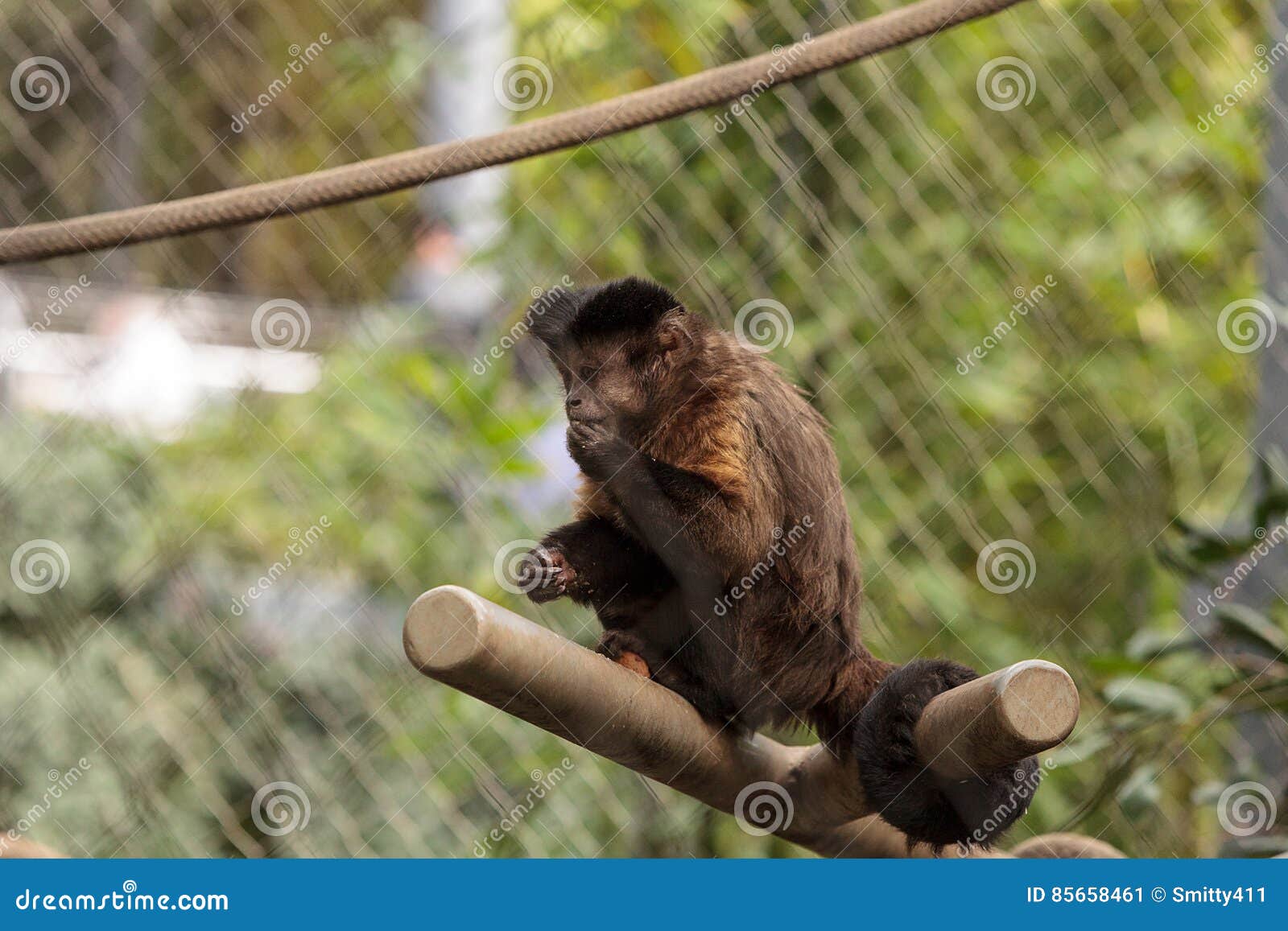 Tufted capuchin monkey stock image. Image of life, capuchin - 85658461