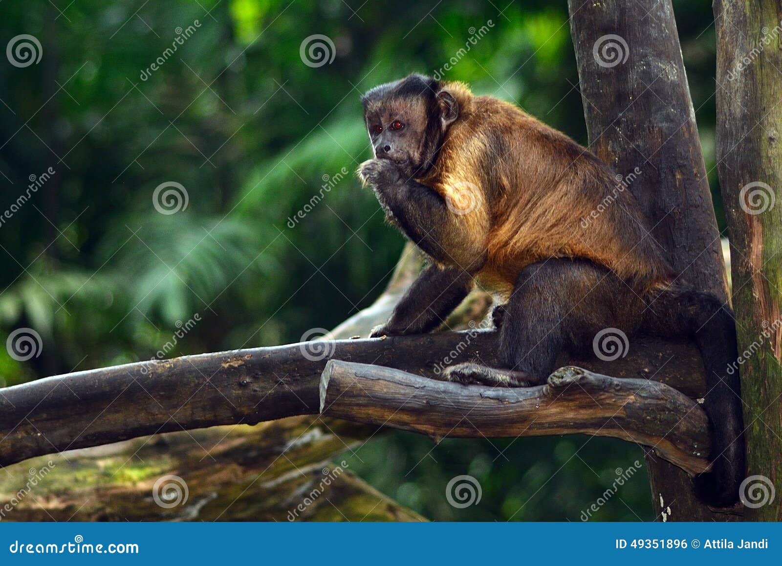Tufted capuchin monkey stock photo. Image of mammal, face - 49351896