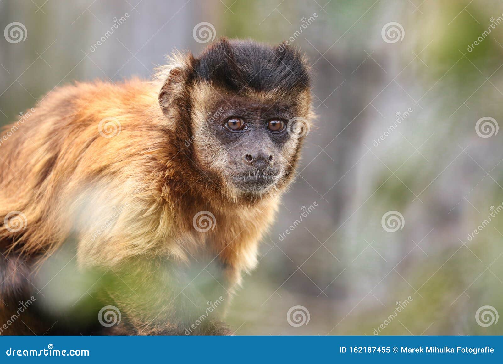 Tufted capuchin monkey stock image. Image of life, cercopithecidae ...